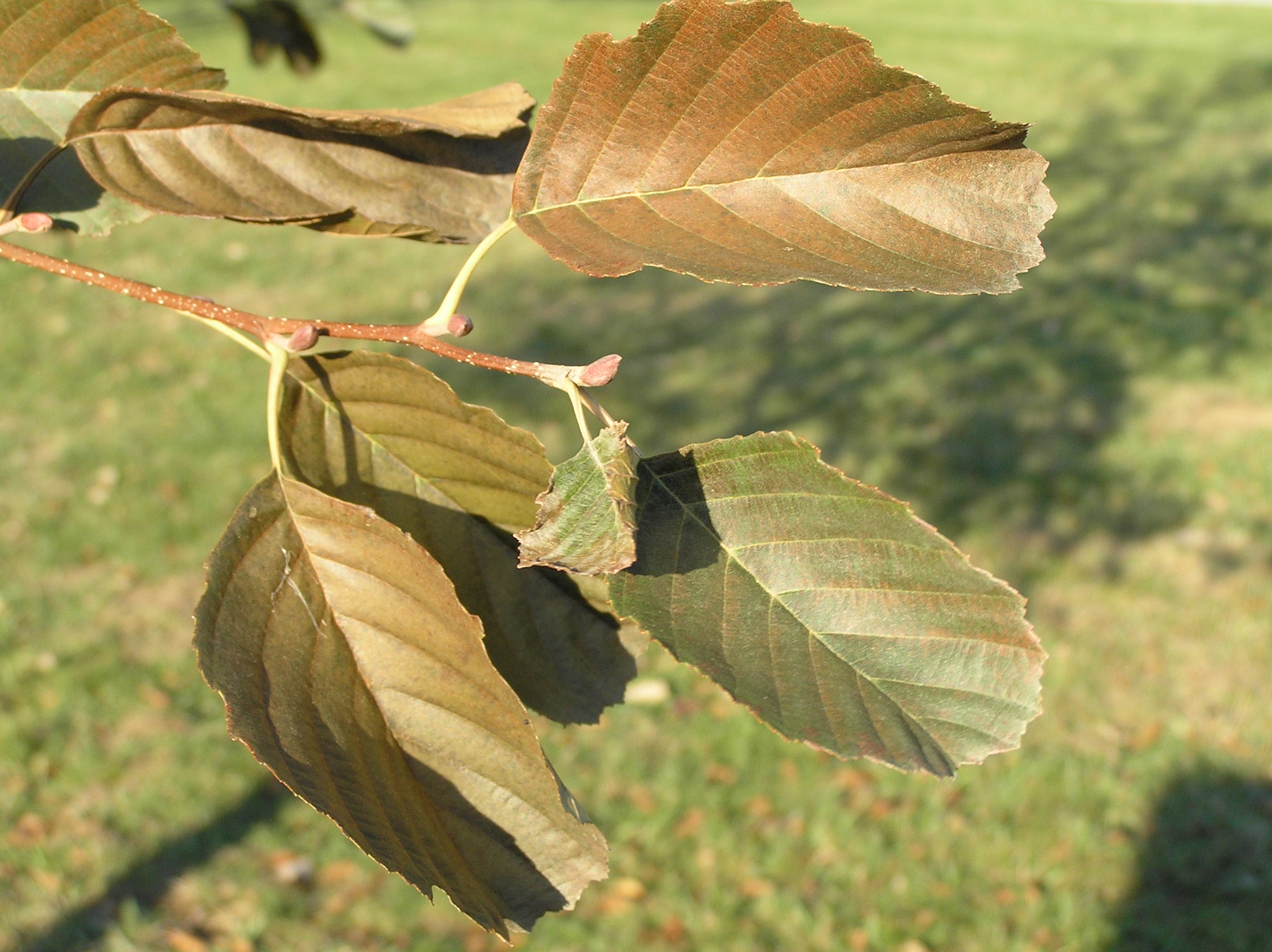 Native Trees of Indiana River Walk
