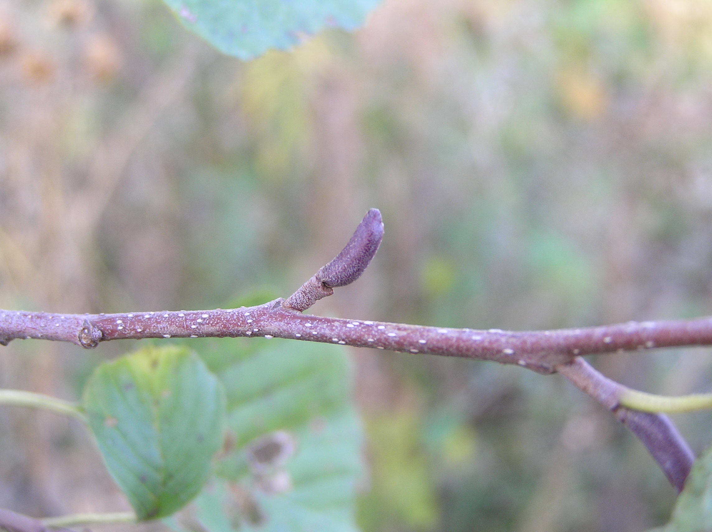 Native Trees of Indiana River Walk