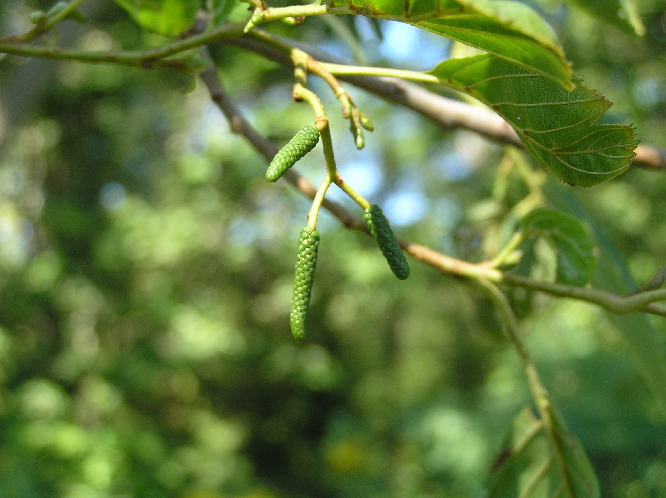 Native Trees of Indiana River Walk