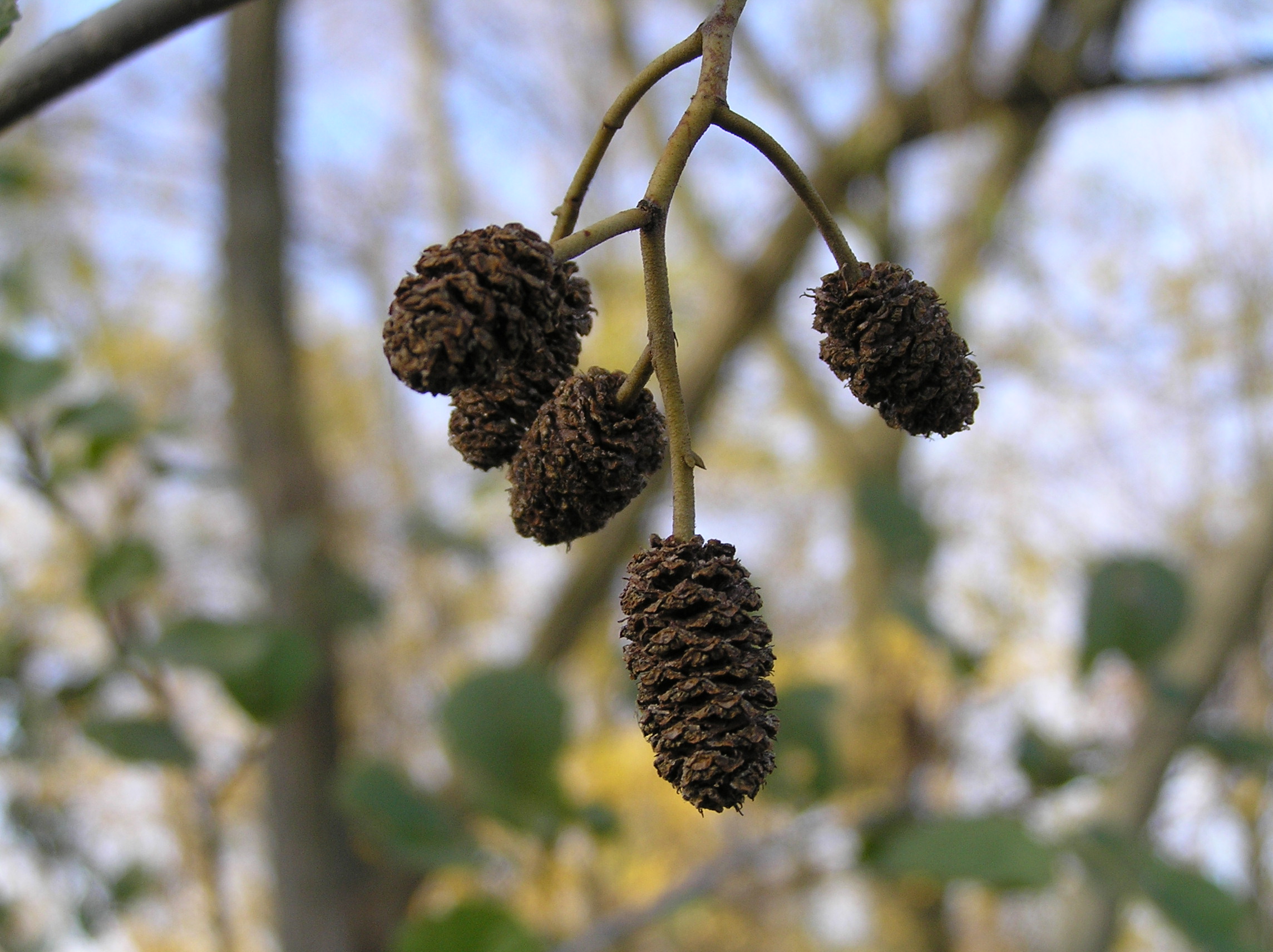Native Trees of Indiana River Walk