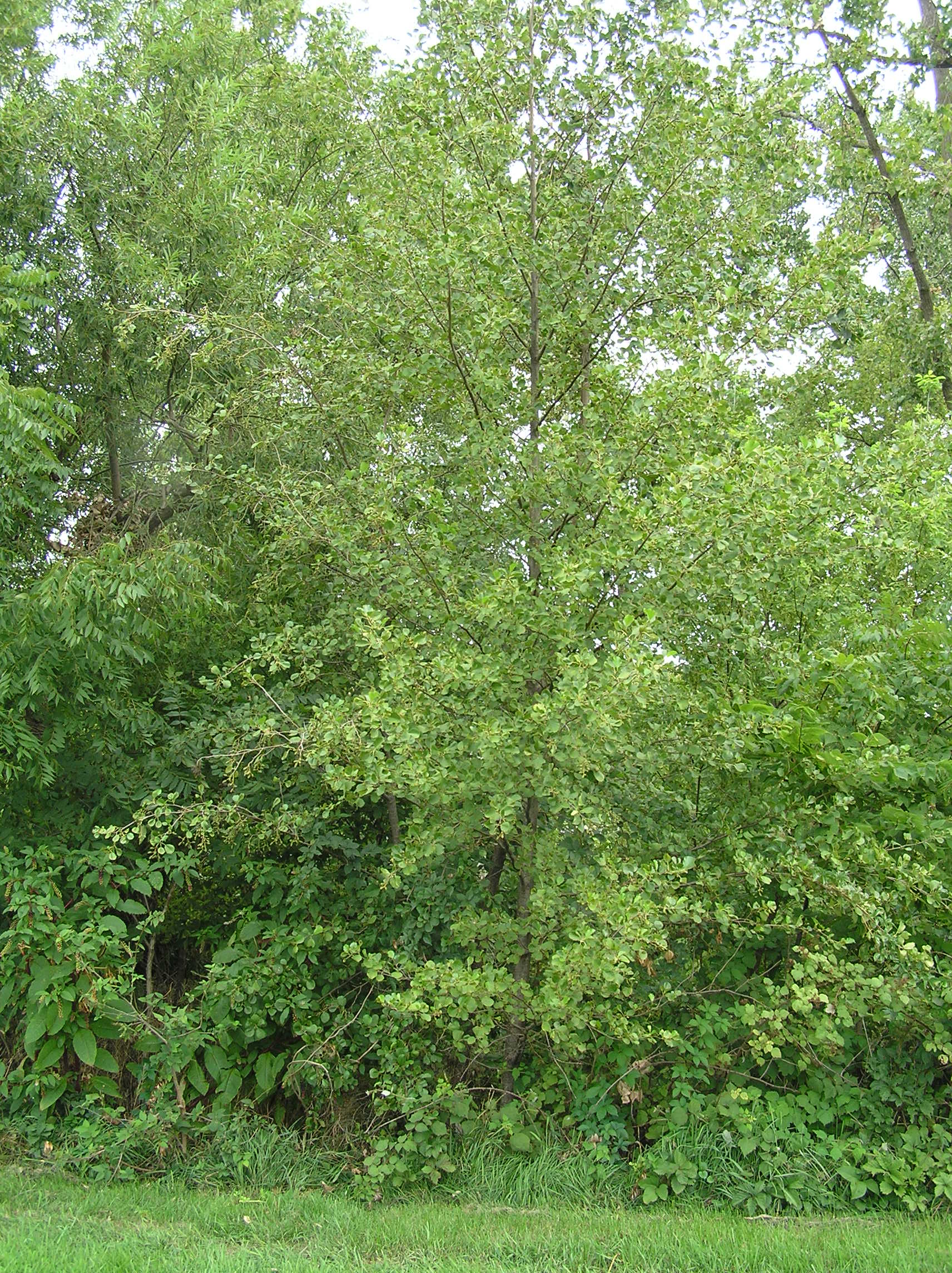Native Trees of Indiana River Walk