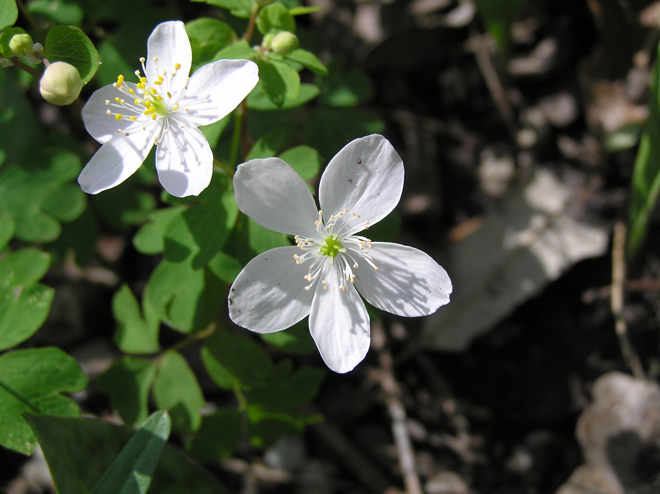 Native Trees of Indiana River Walk