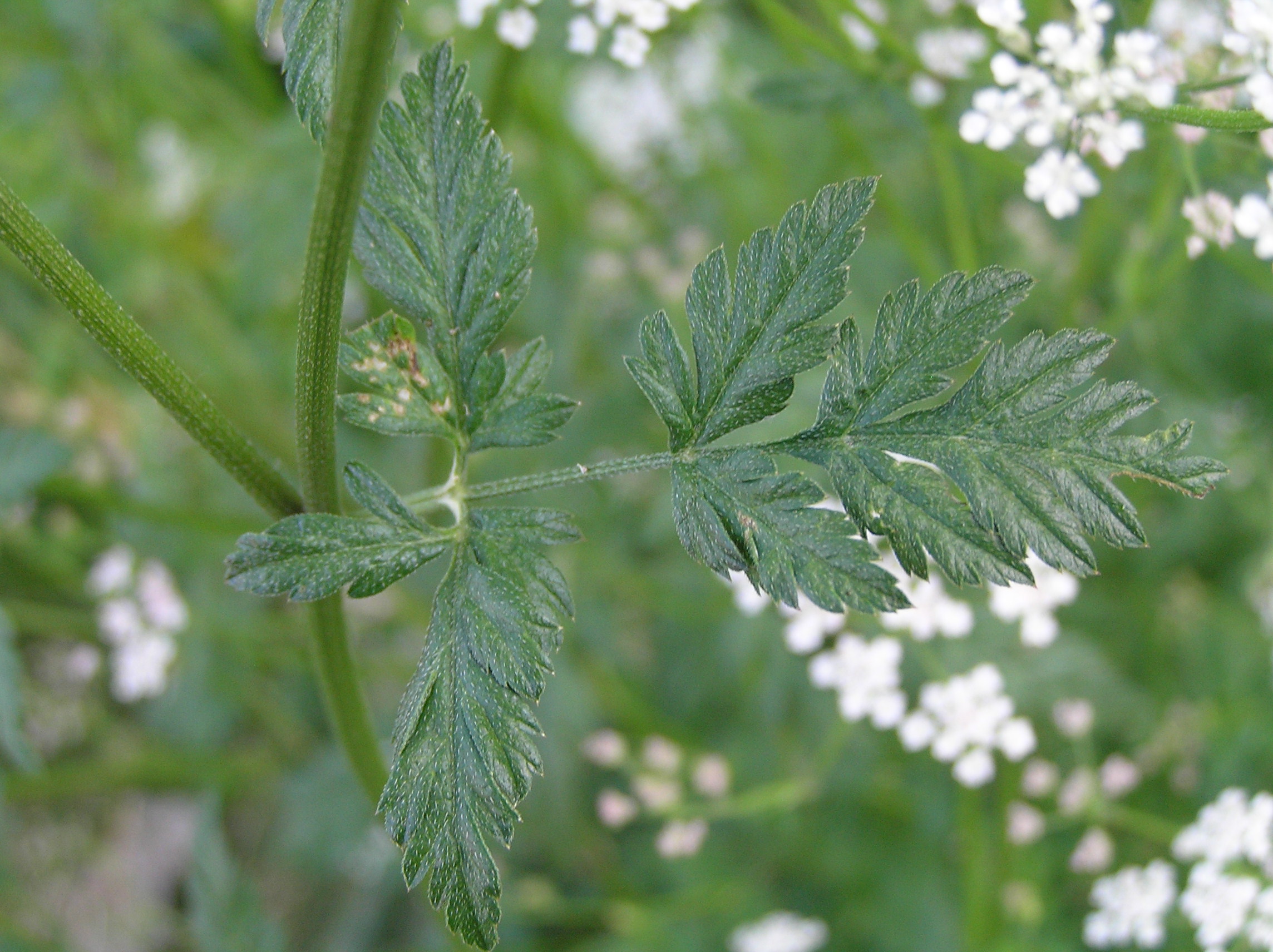Native Trees of Indiana River Walk