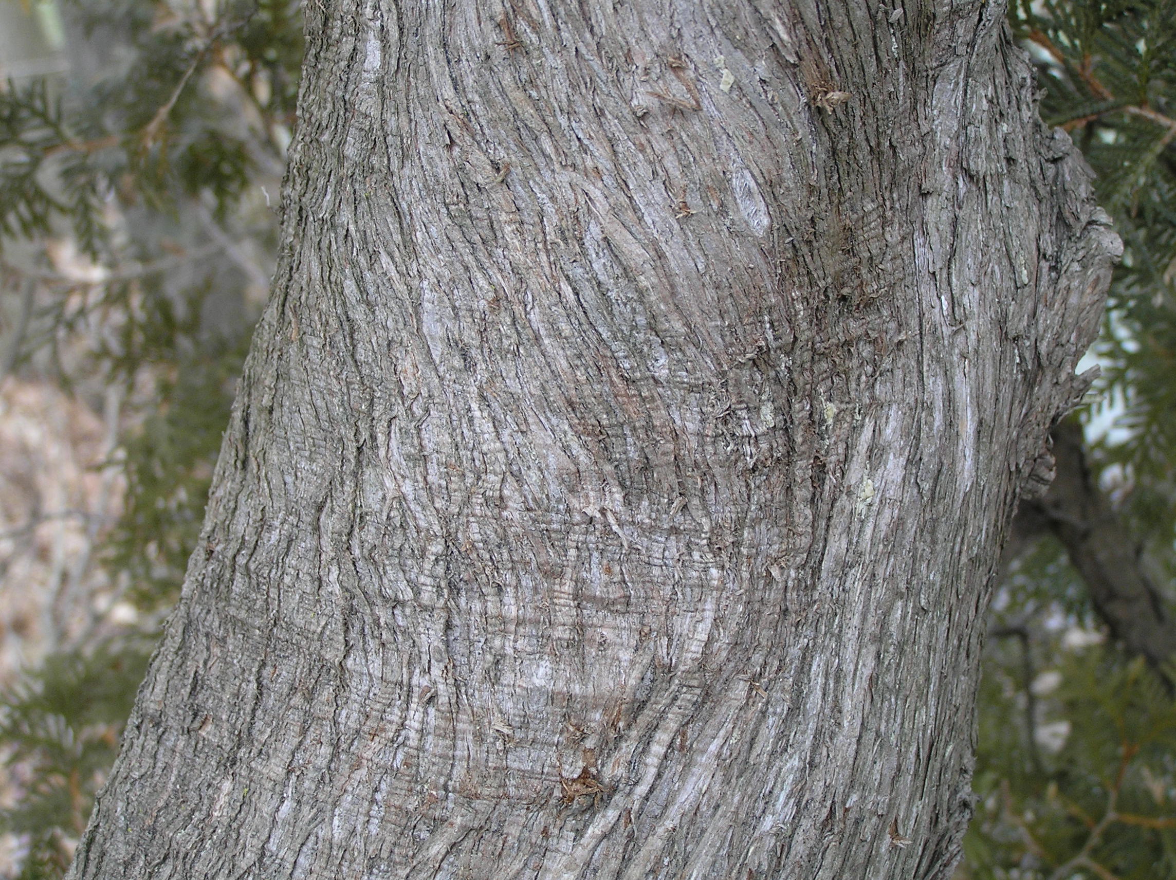 Native Trees of Indiana River Walk