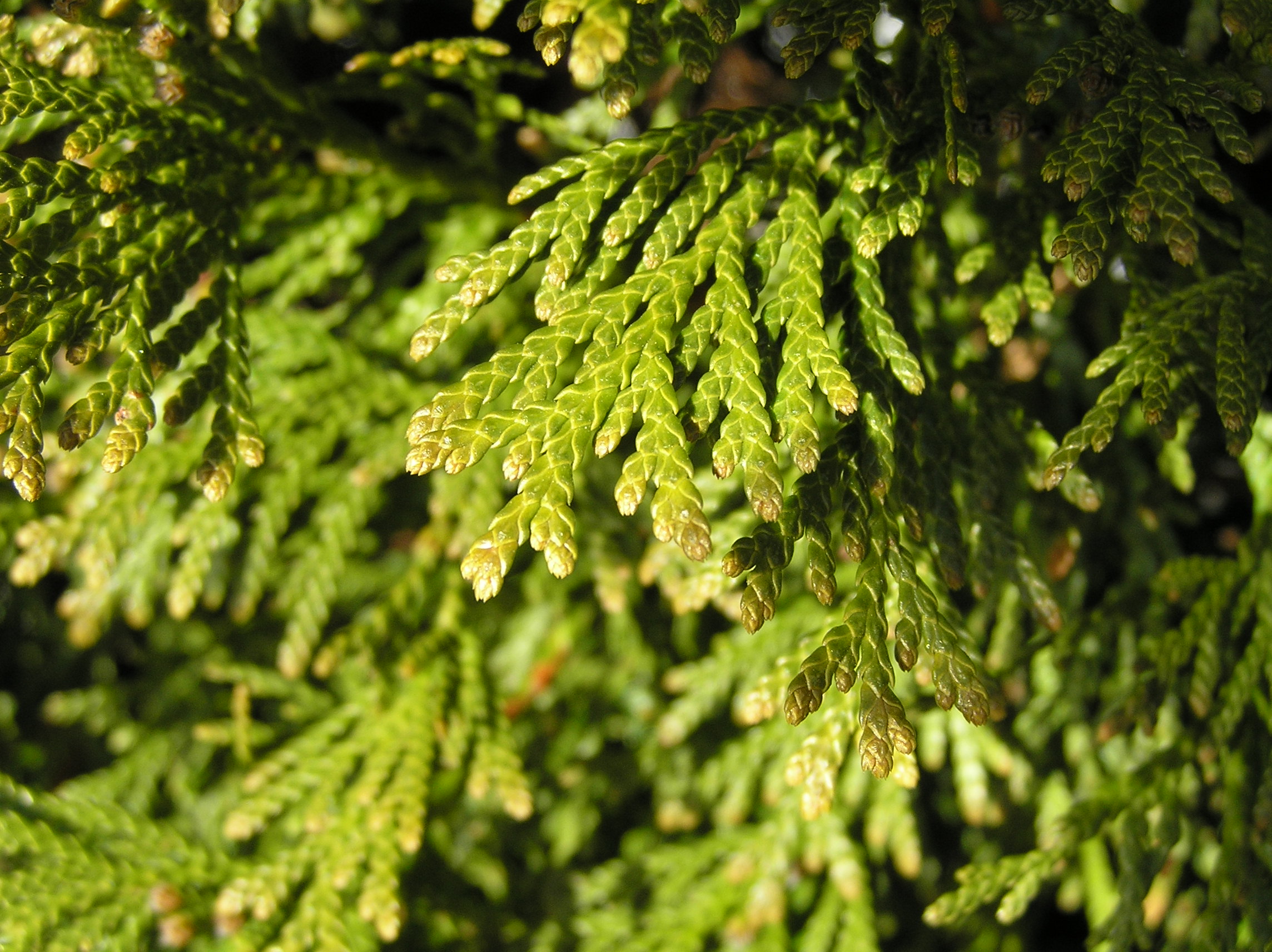 Native Trees of Indiana River Walk