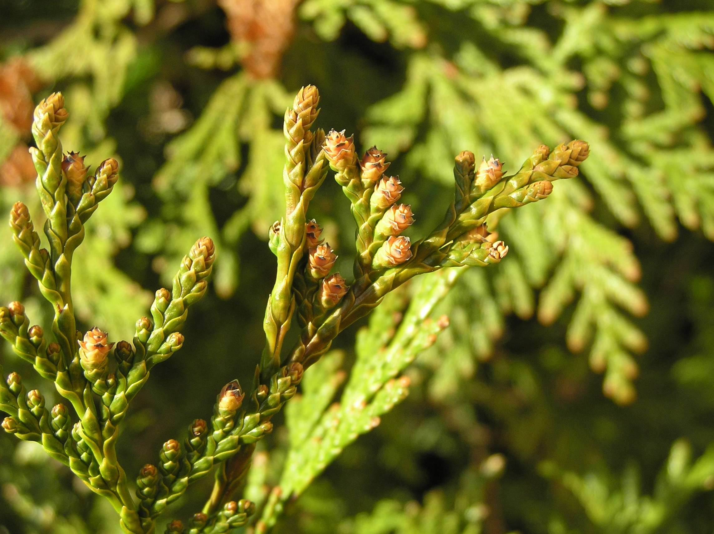 Native Trees of Indiana River Walk