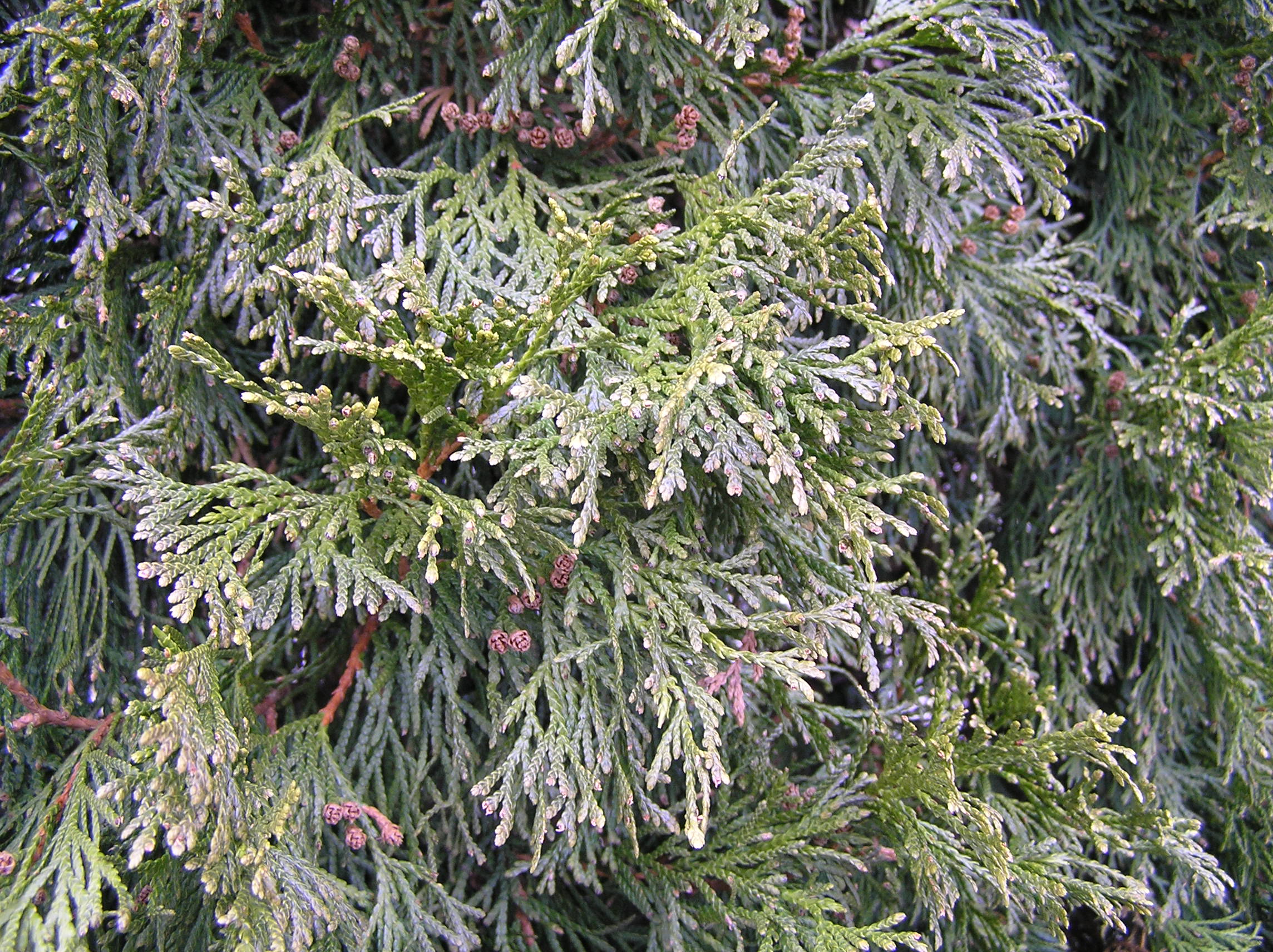 Native Trees of Indiana River Walk