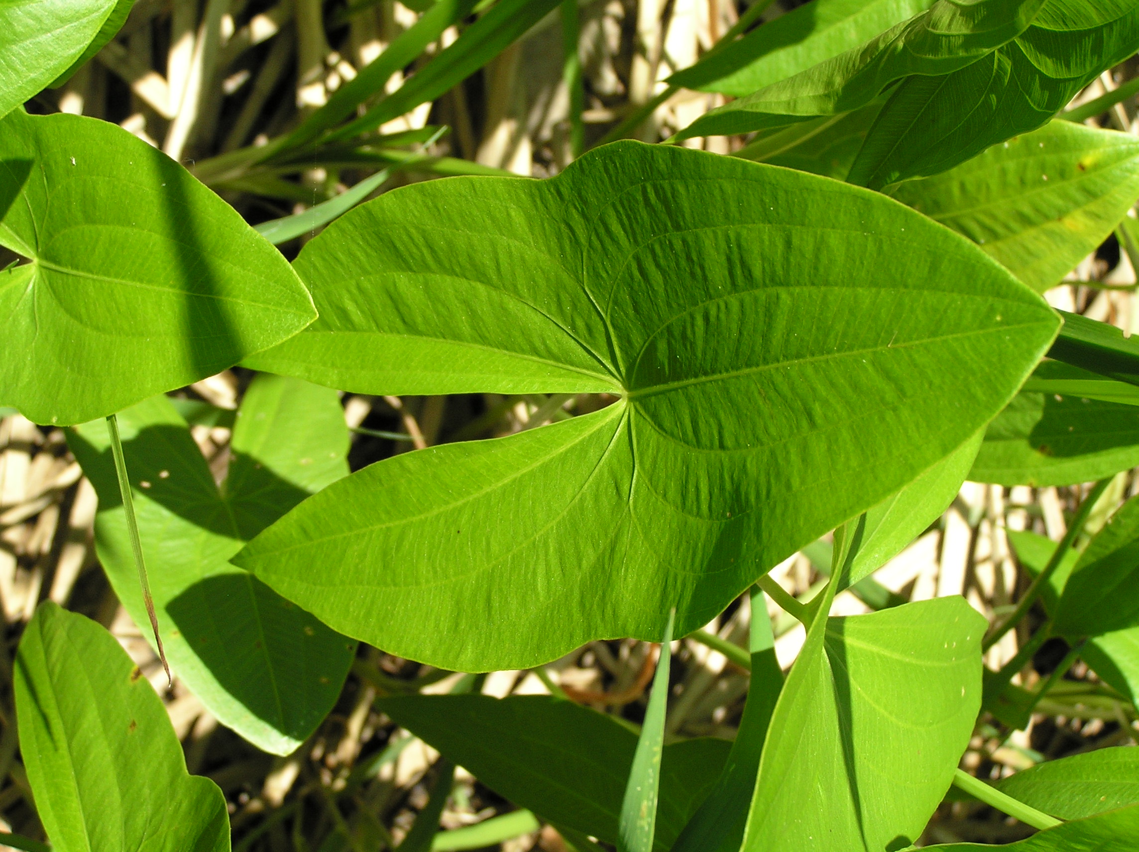 Native Trees of Indiana River Walk