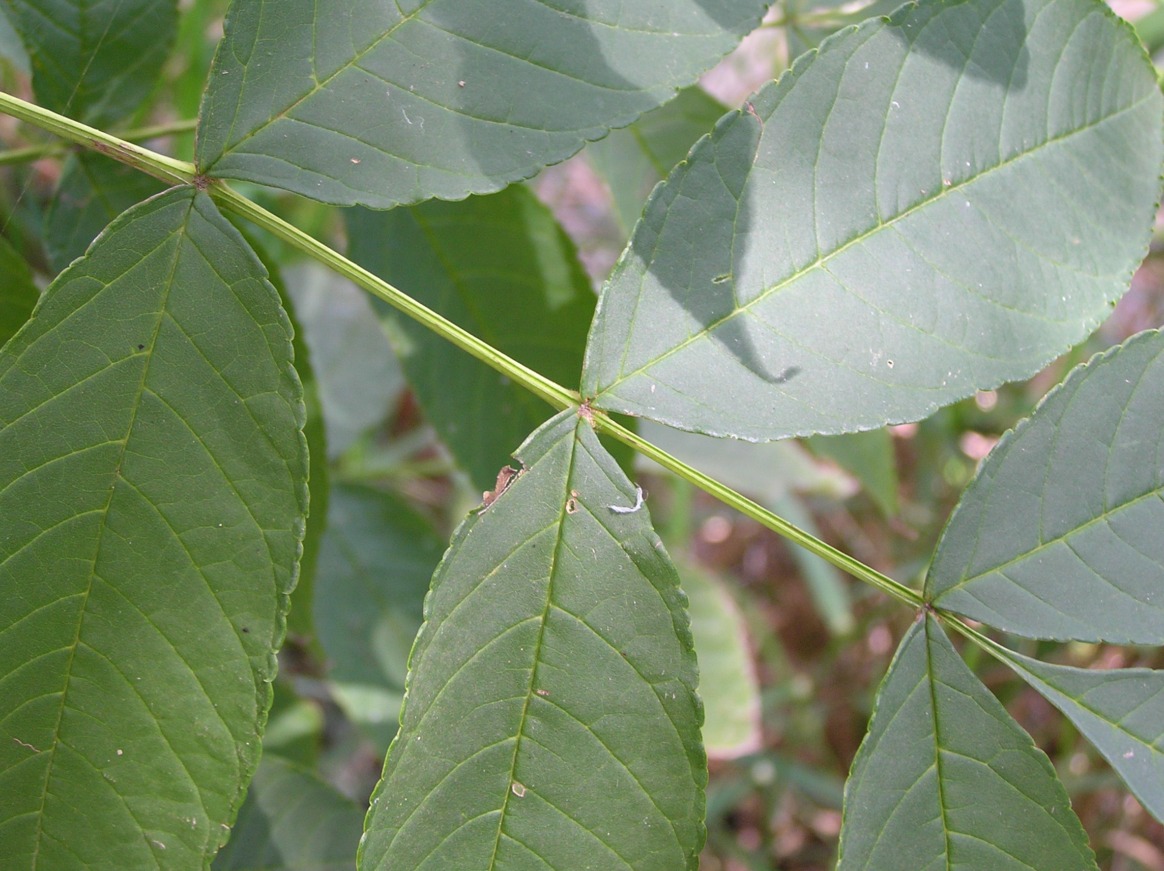 Native Trees of Indiana River Walk