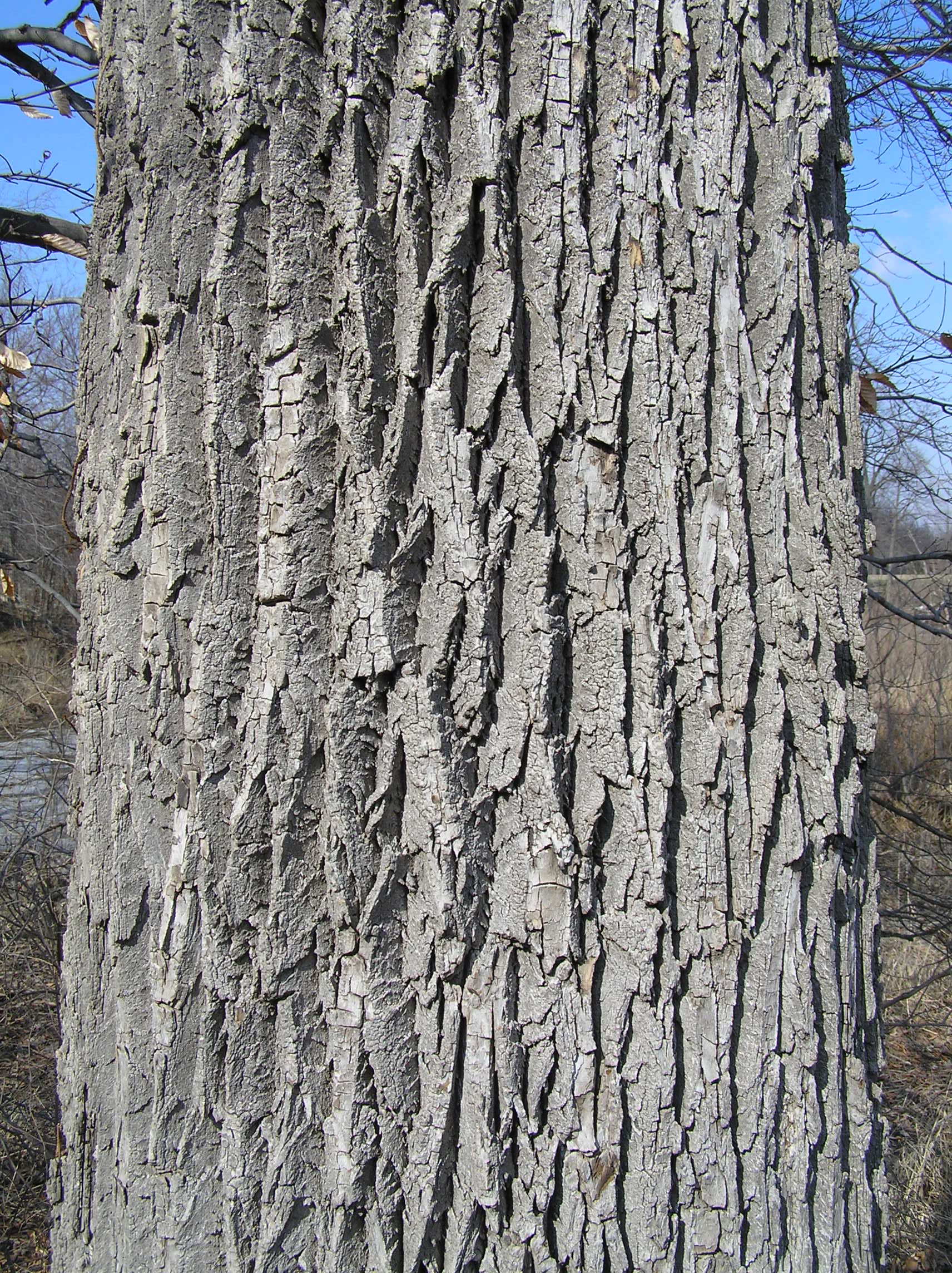 Native Trees of Indiana River Walk