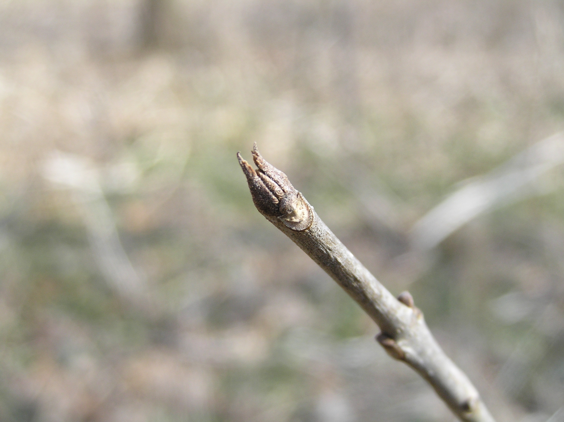 Native Trees of Indiana River Walk