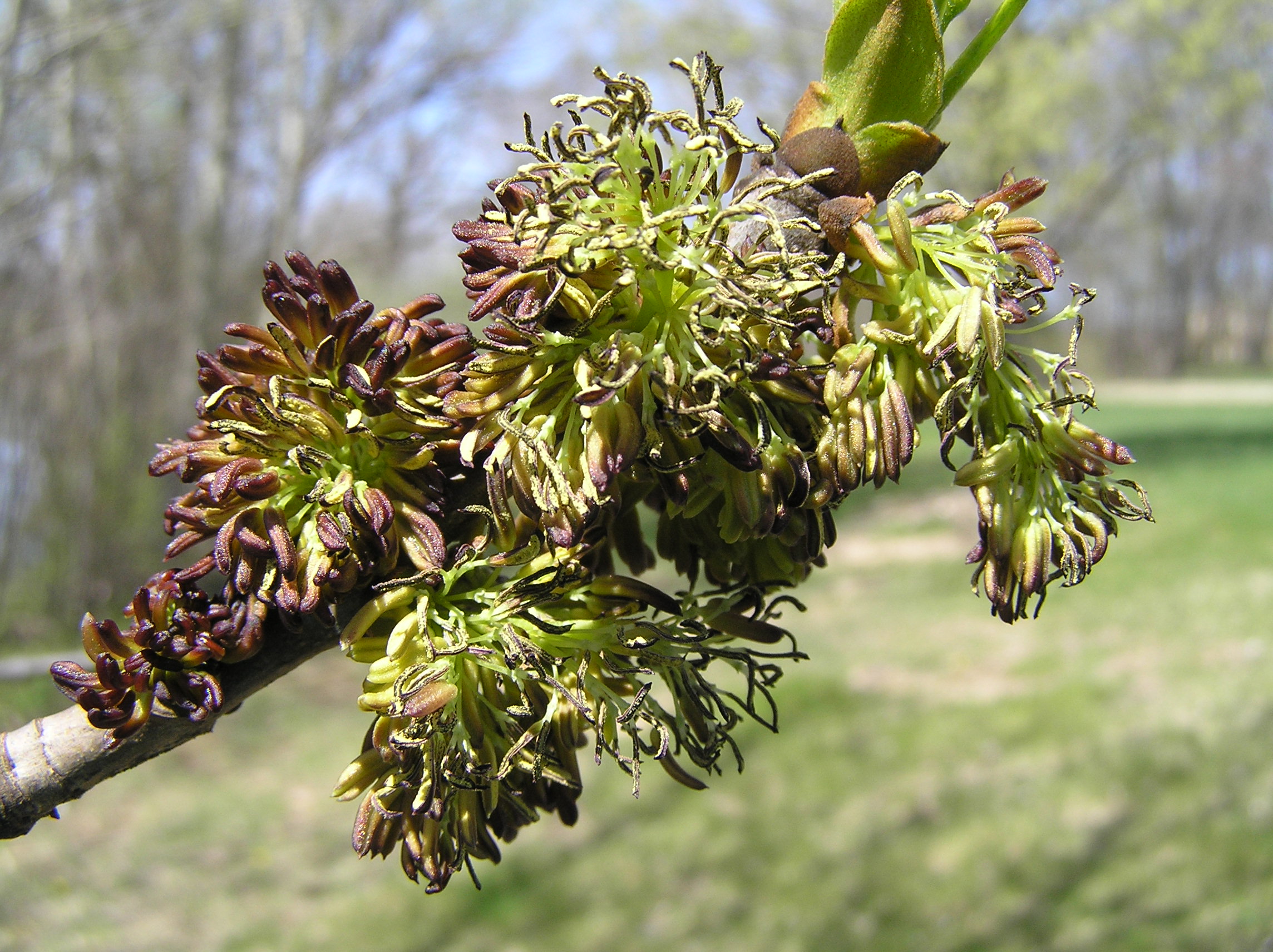 Native Trees of Indiana River Walk