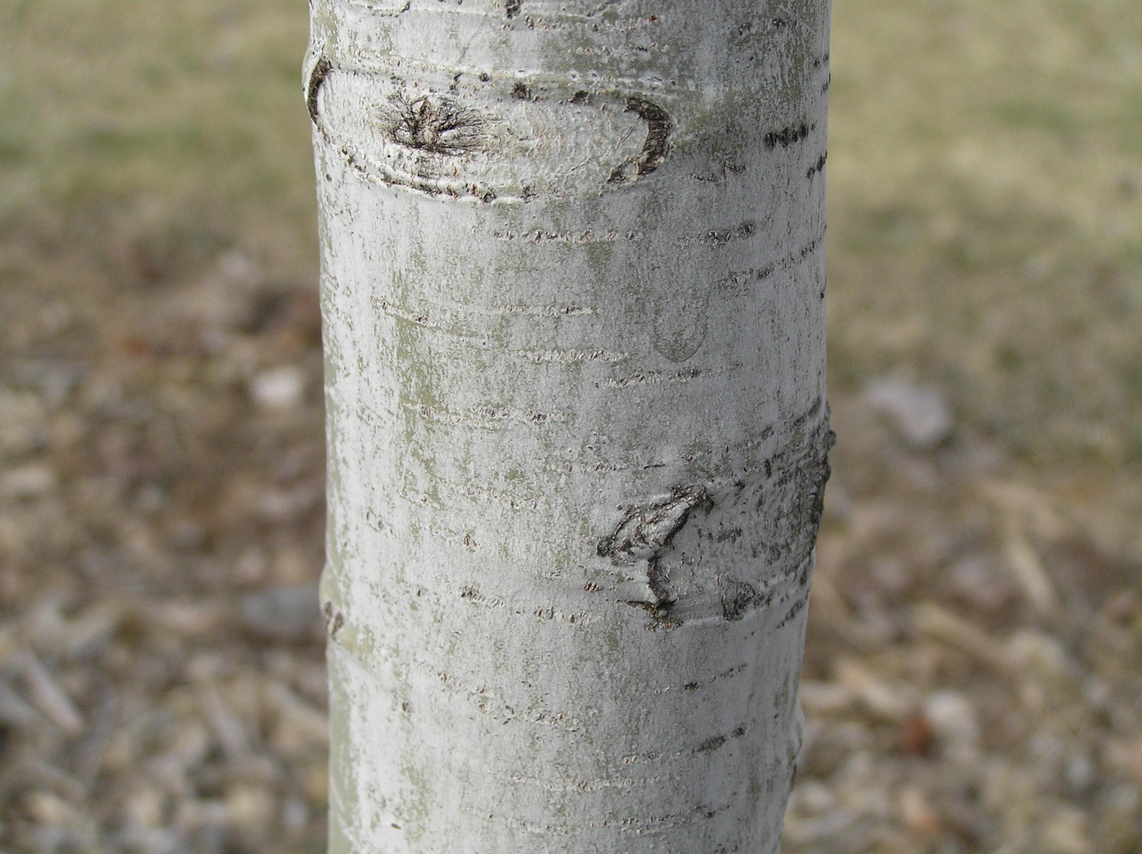 Native Trees of Indiana River Walk