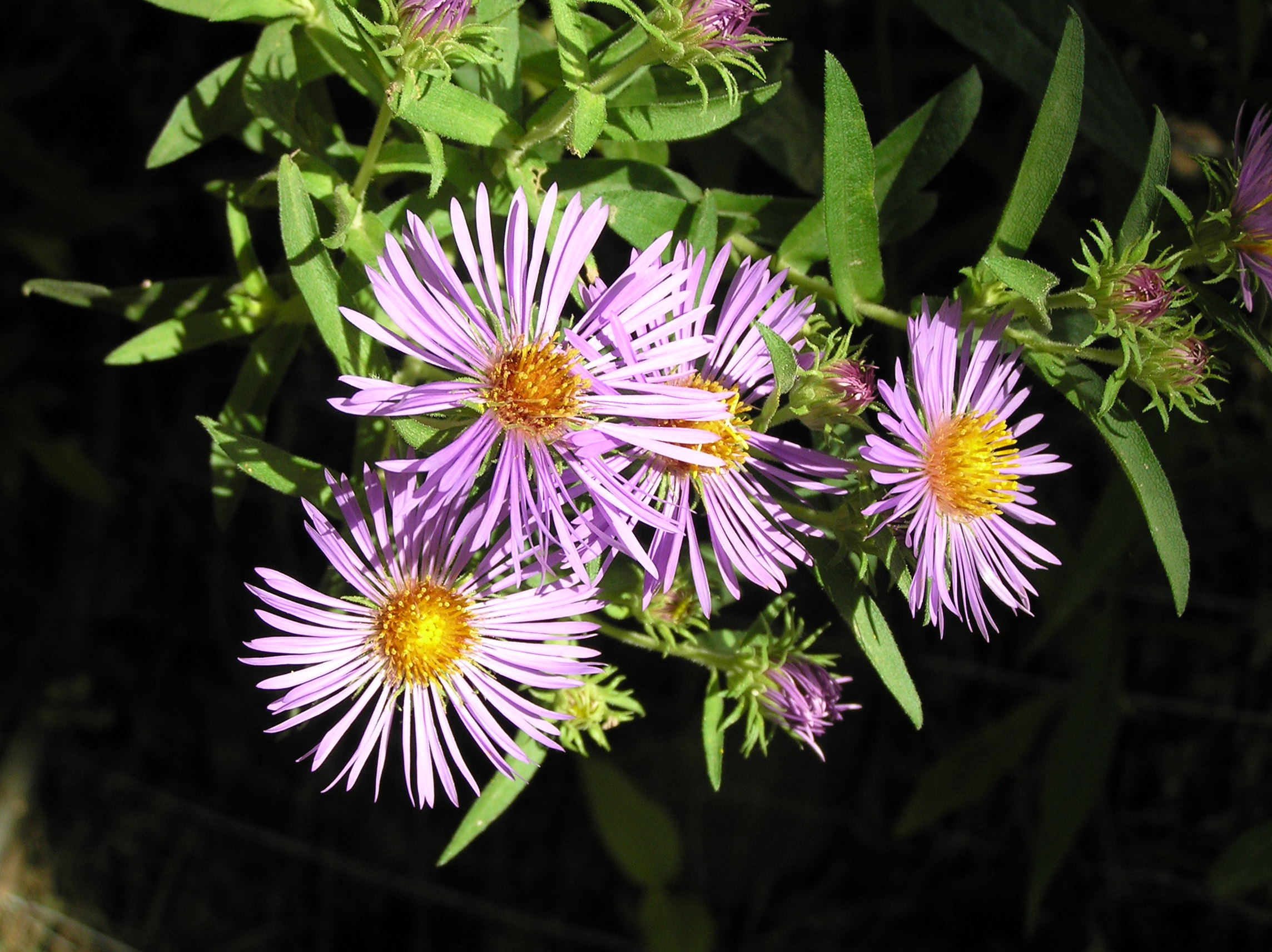 Native Trees of Indiana River Walk