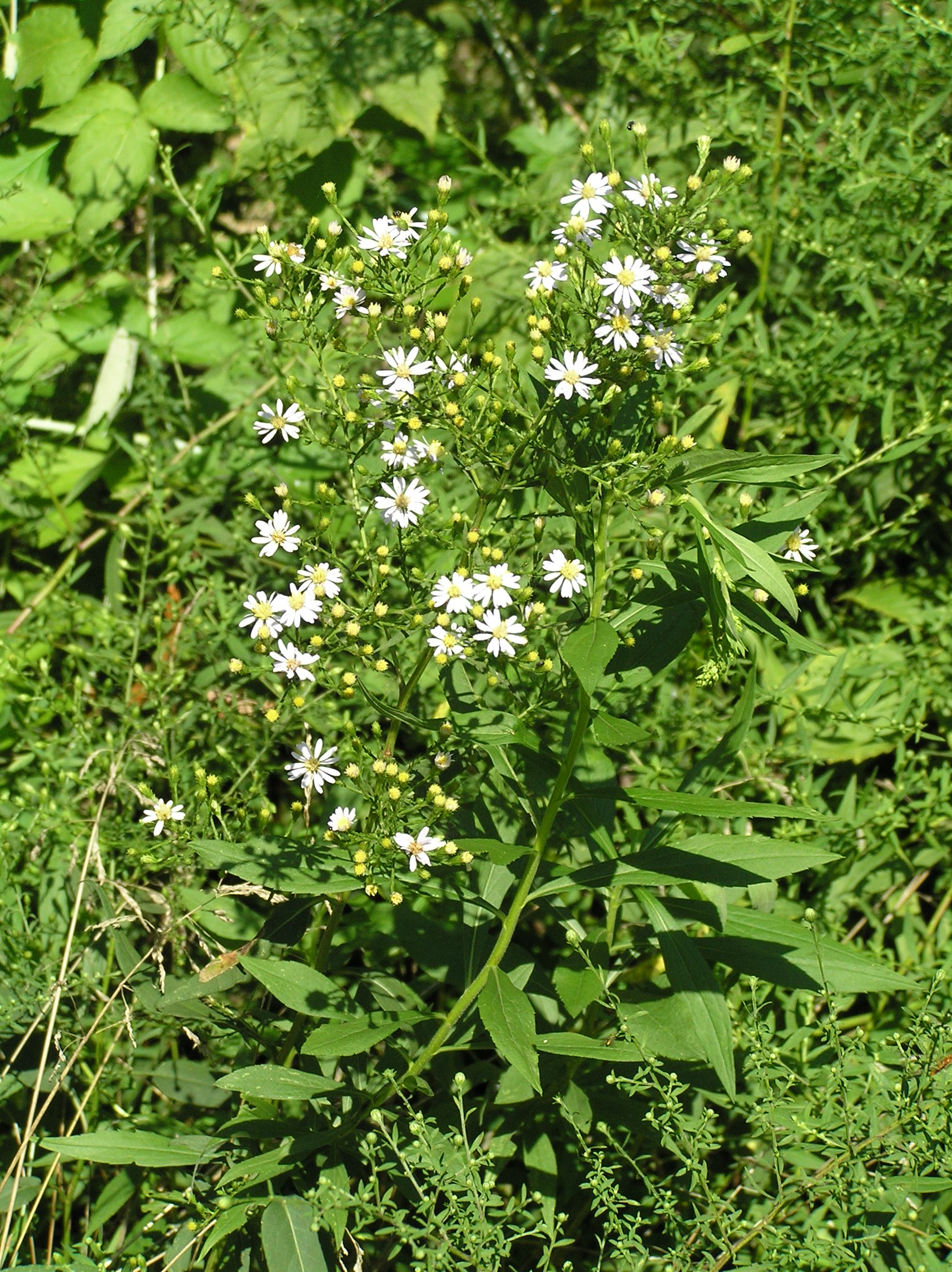 Native Trees of Indiana River Walk