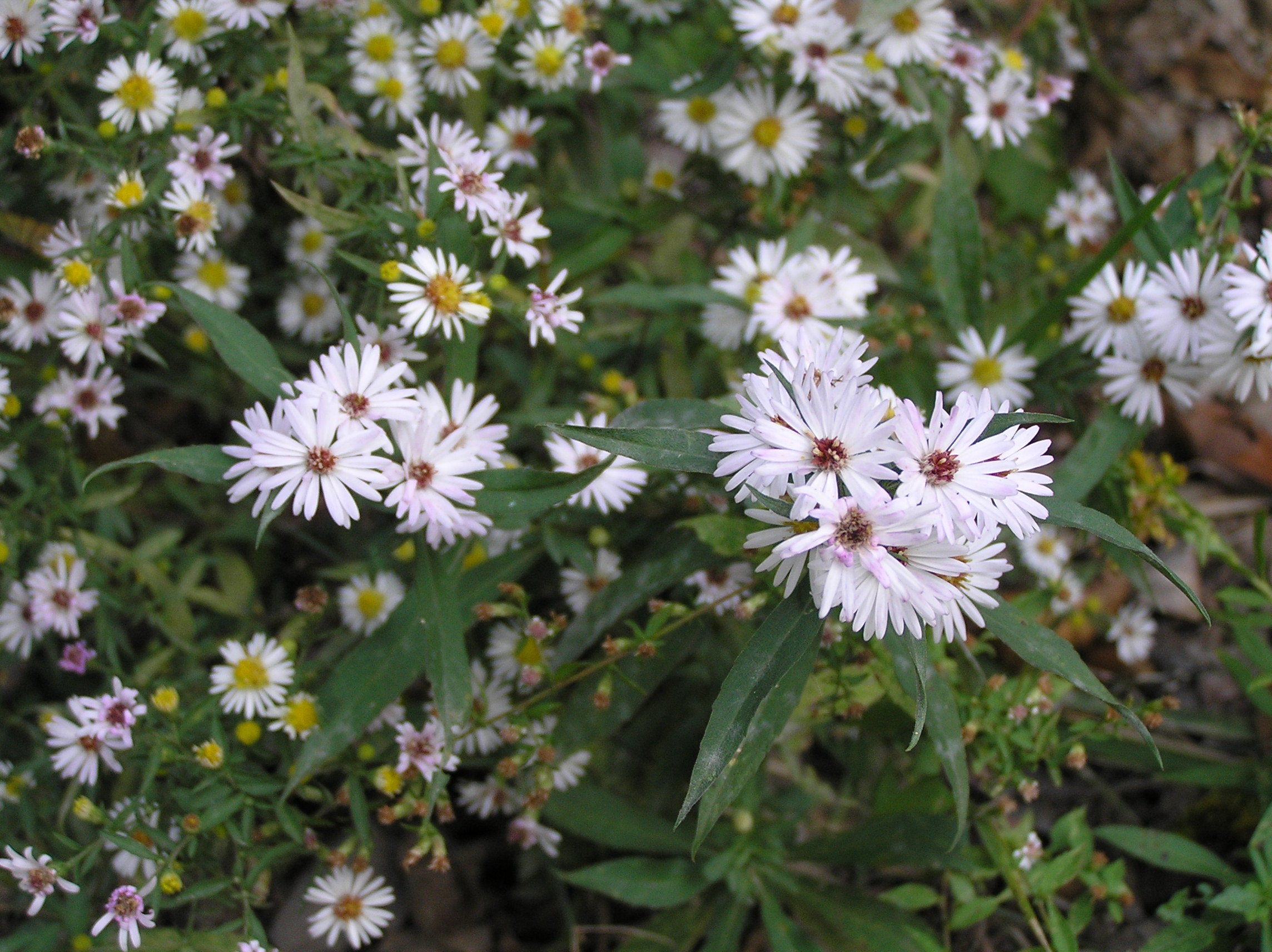 Native Trees of Indiana River Walk