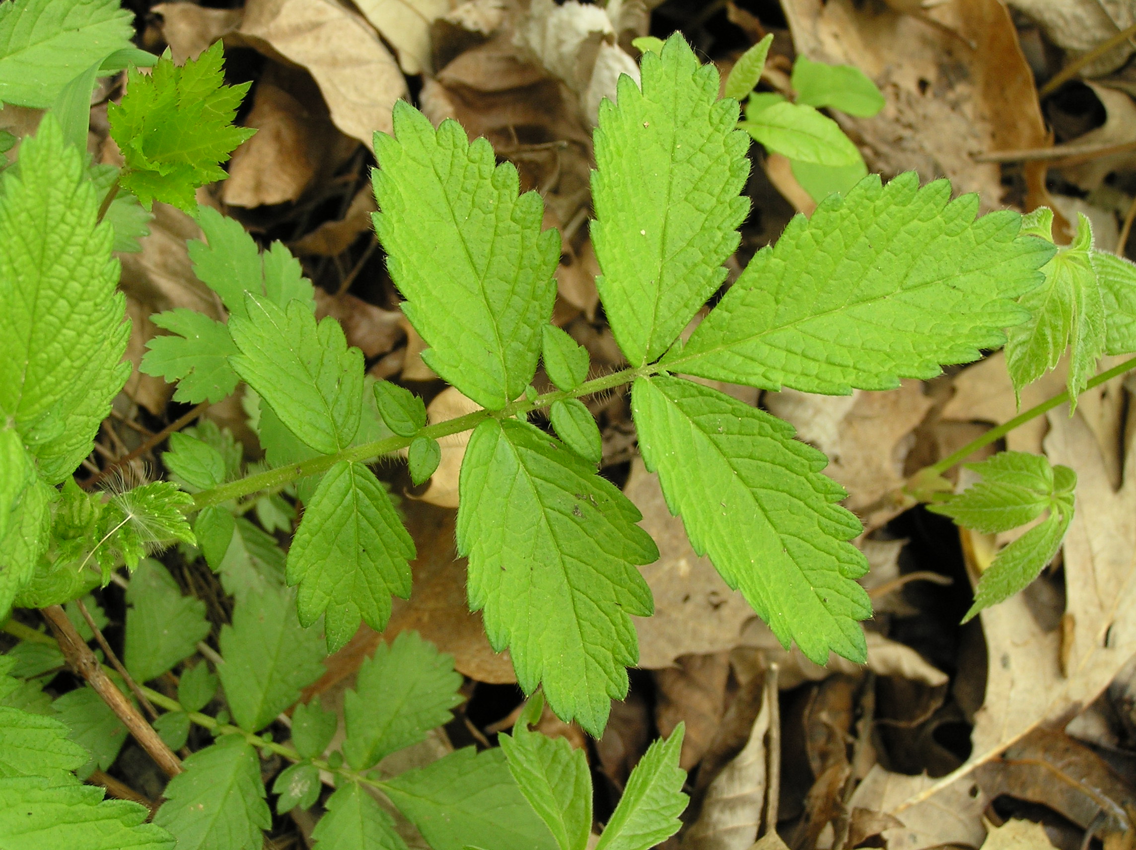 Native Trees of Indiana River Walk