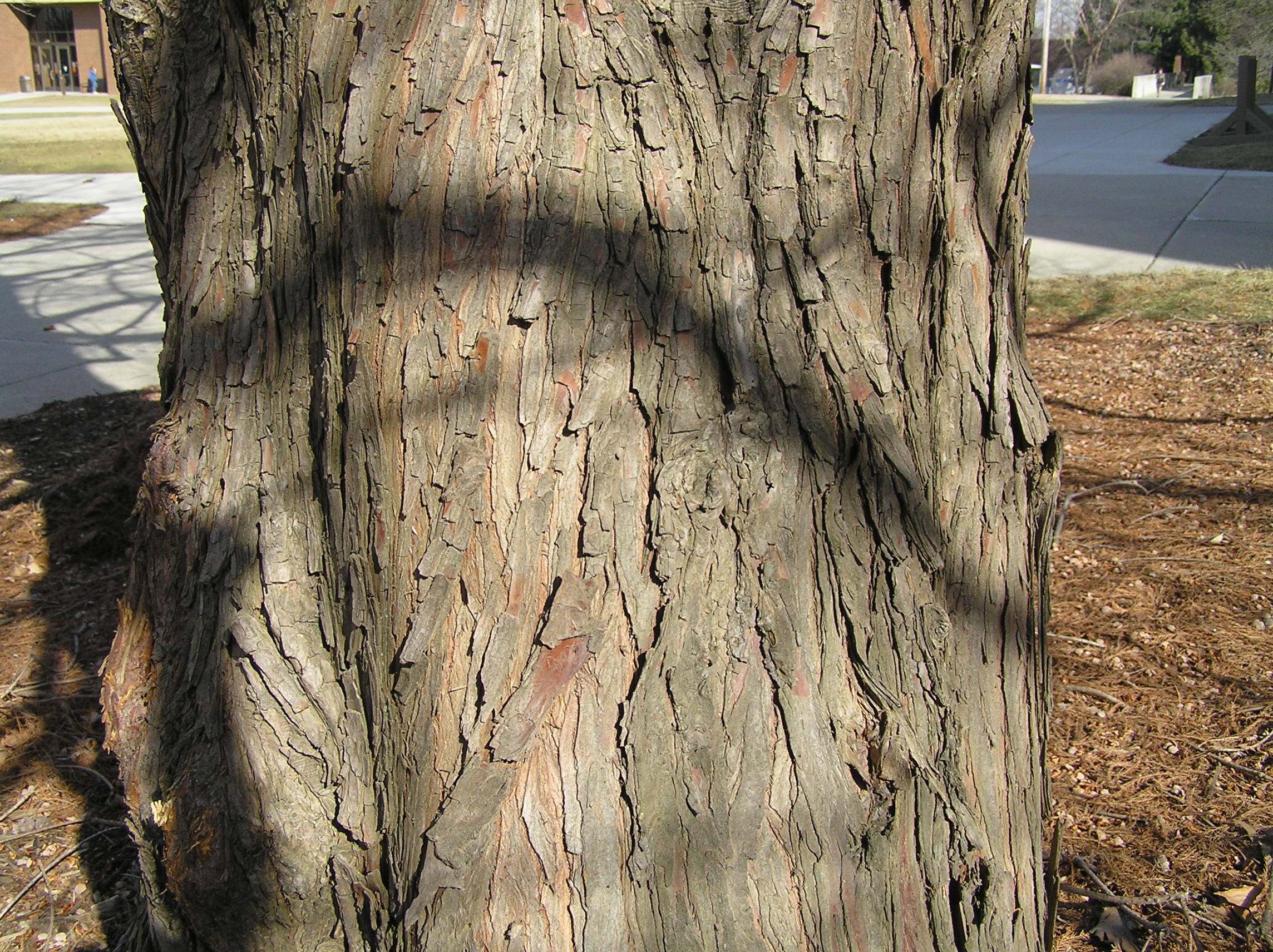 Native Trees of Indiana River Walk