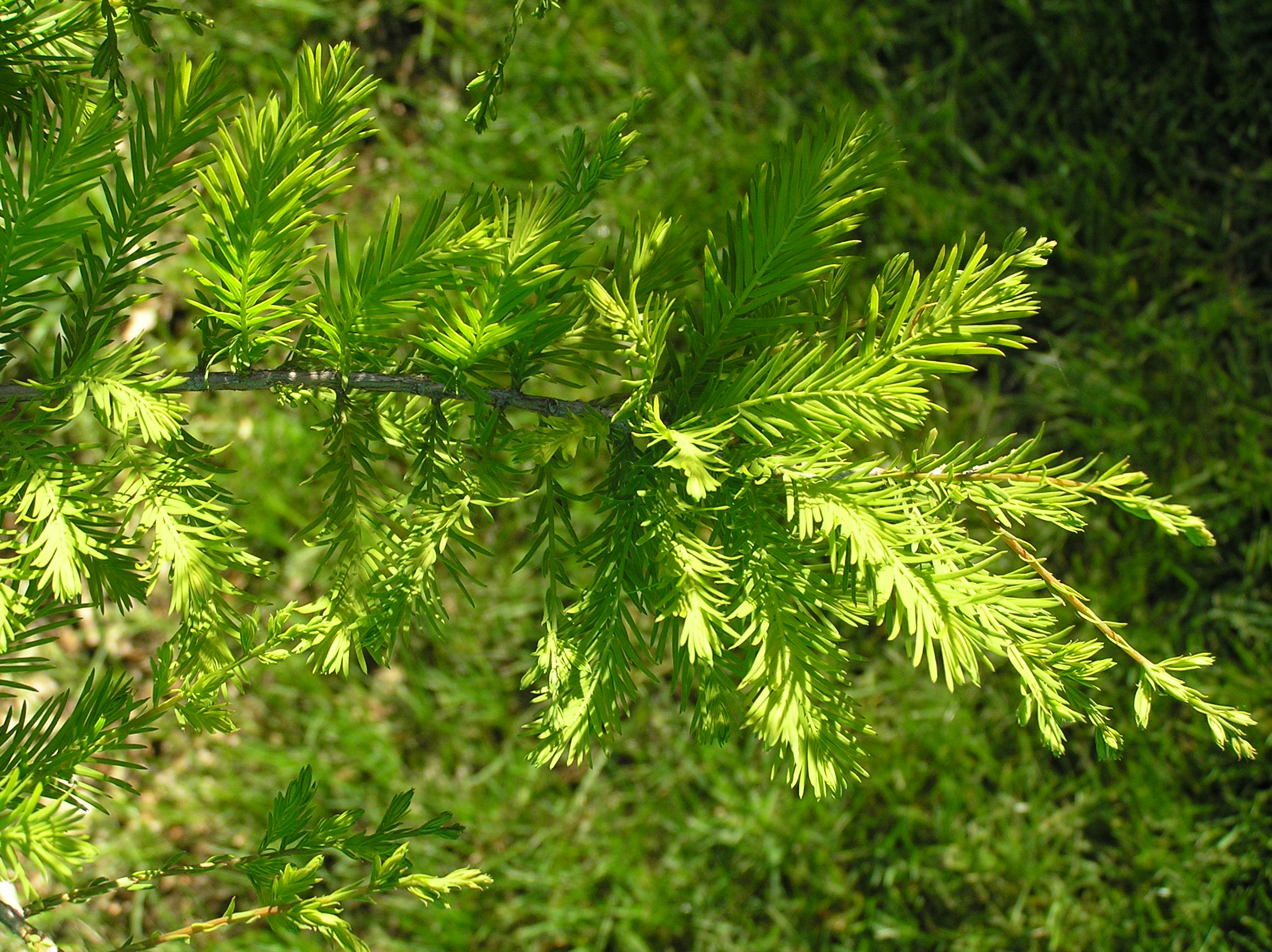 Native Trees of Indiana River Walk
