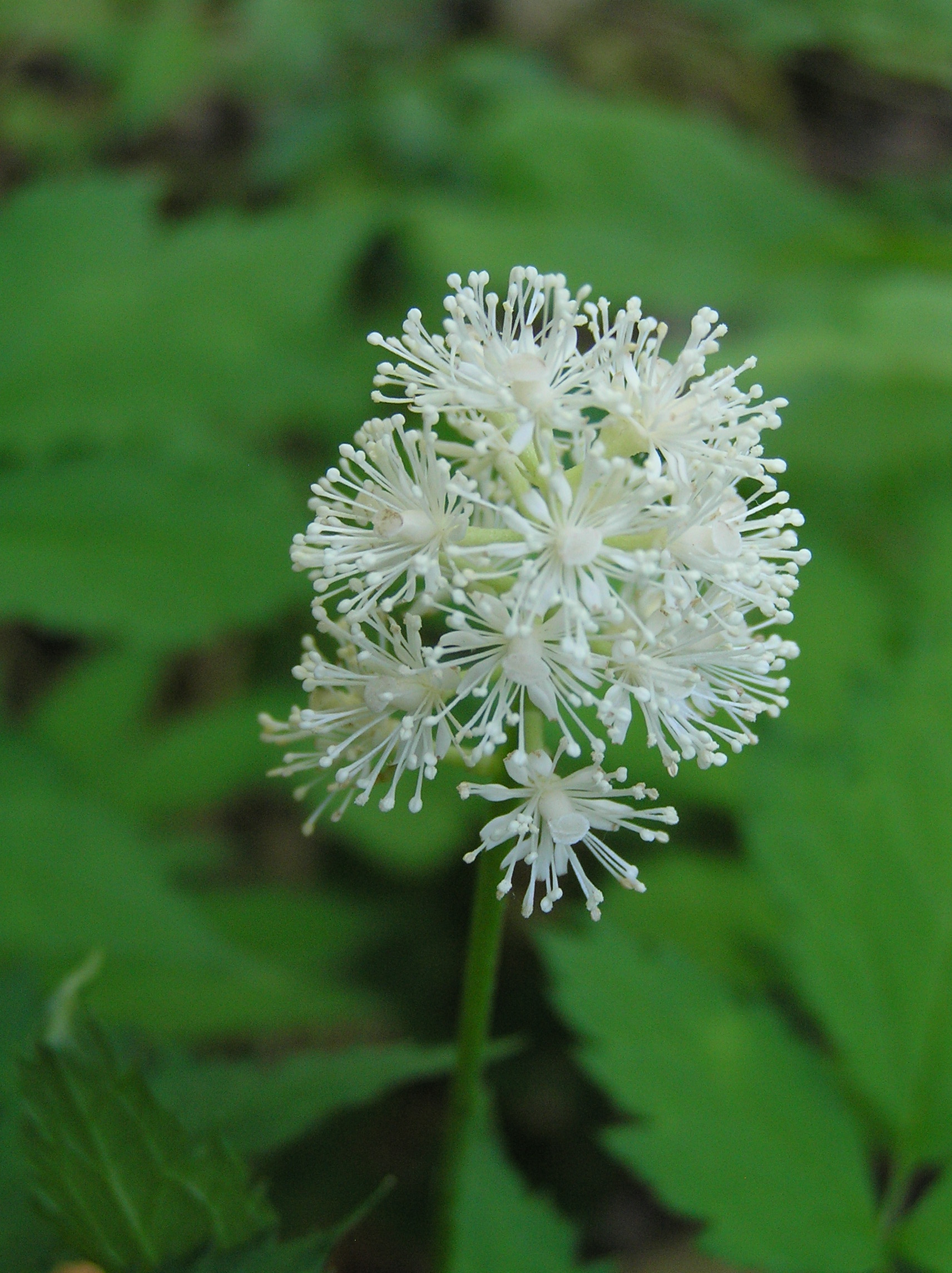 Native Trees of Indiana River Walk