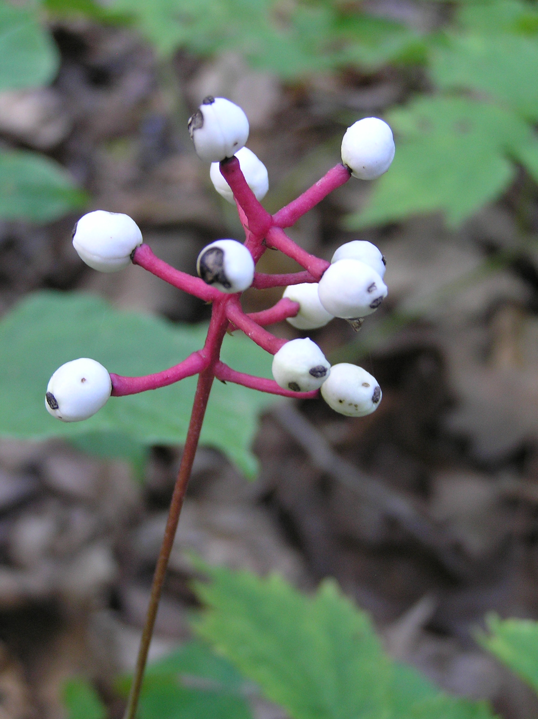 Native Trees of Indiana River Walk