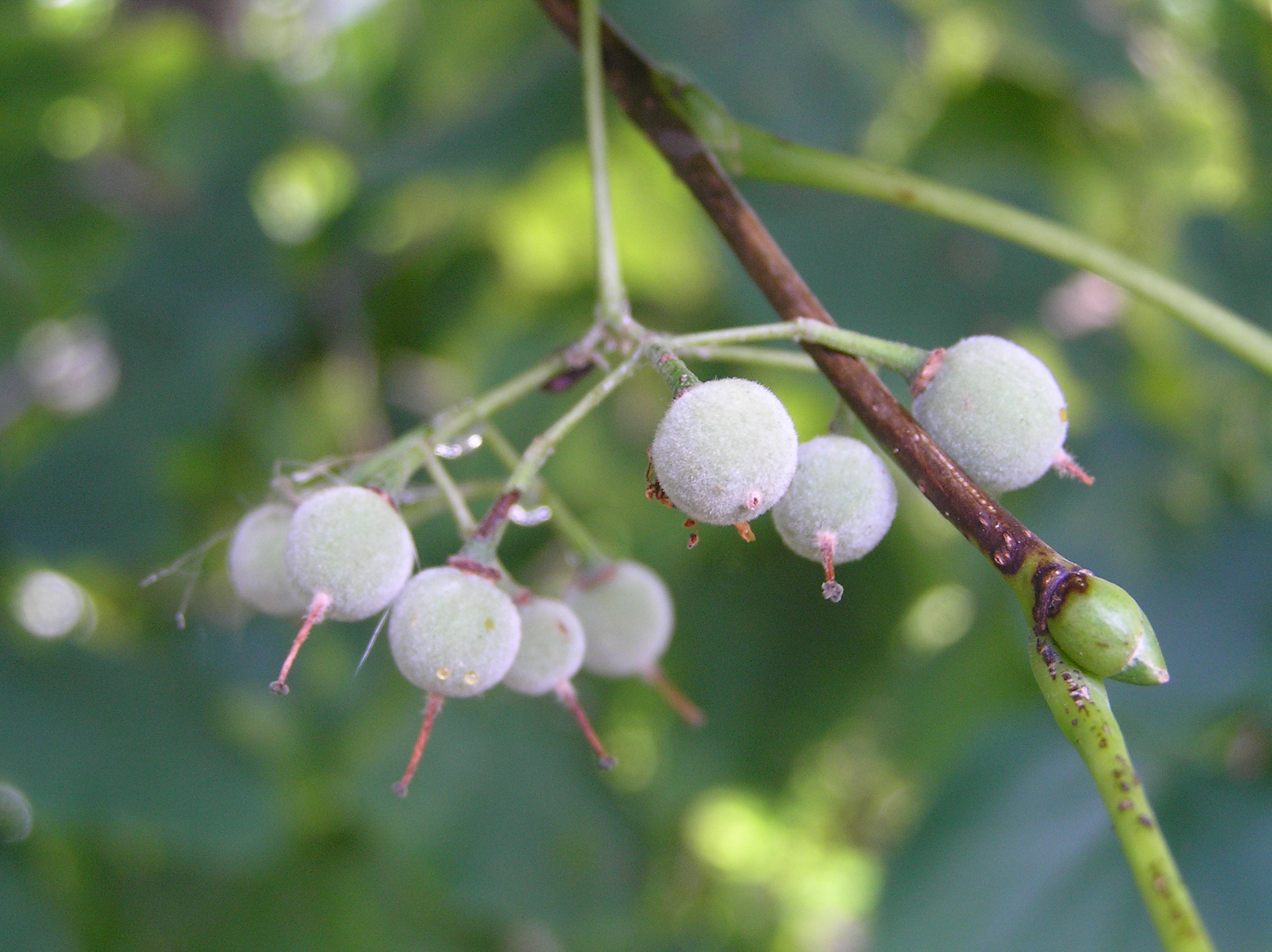 Native Trees of Indiana River Walk