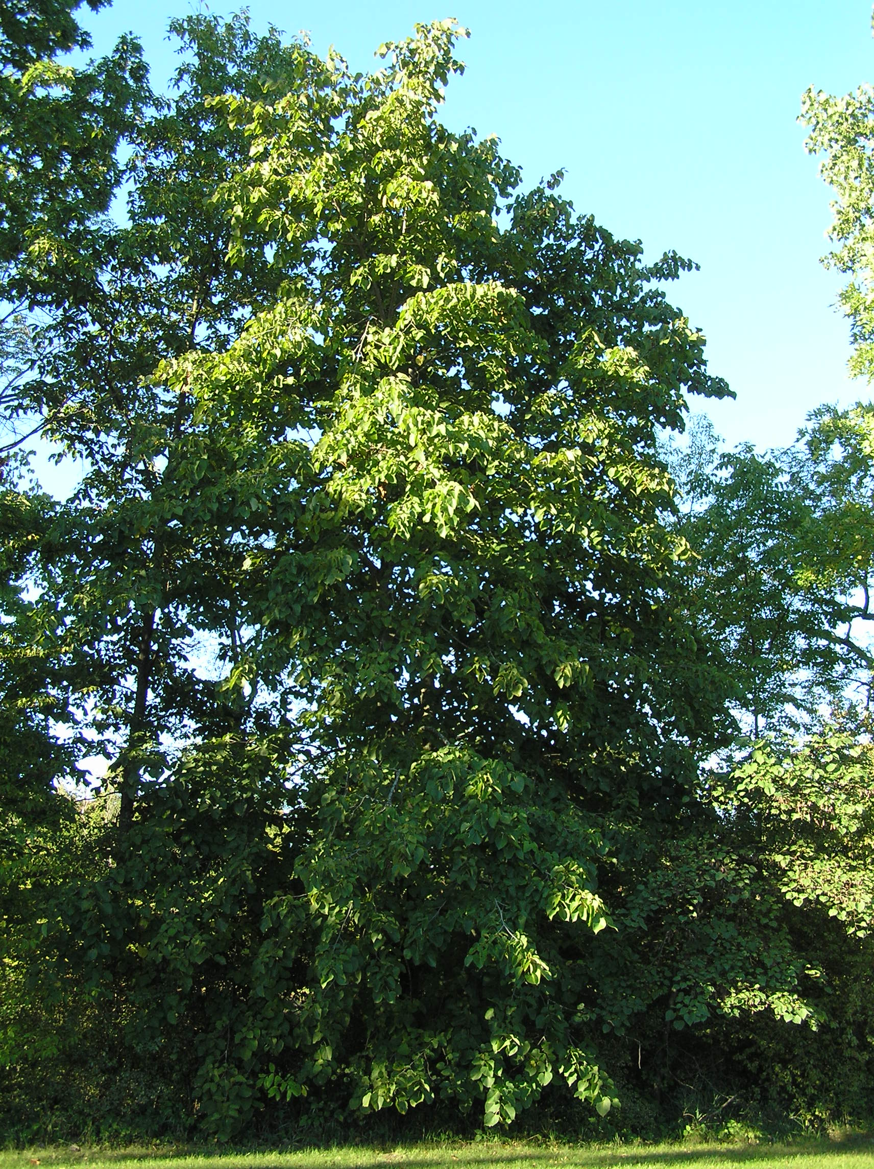 Native Trees of Indiana River Walk