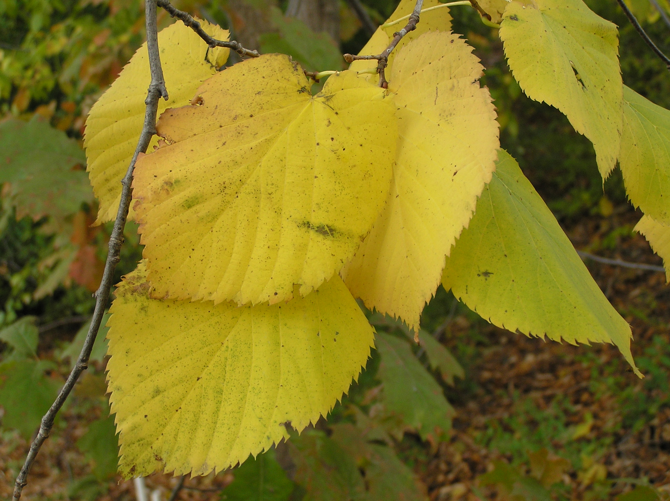 Native Trees of Indiana River Walk