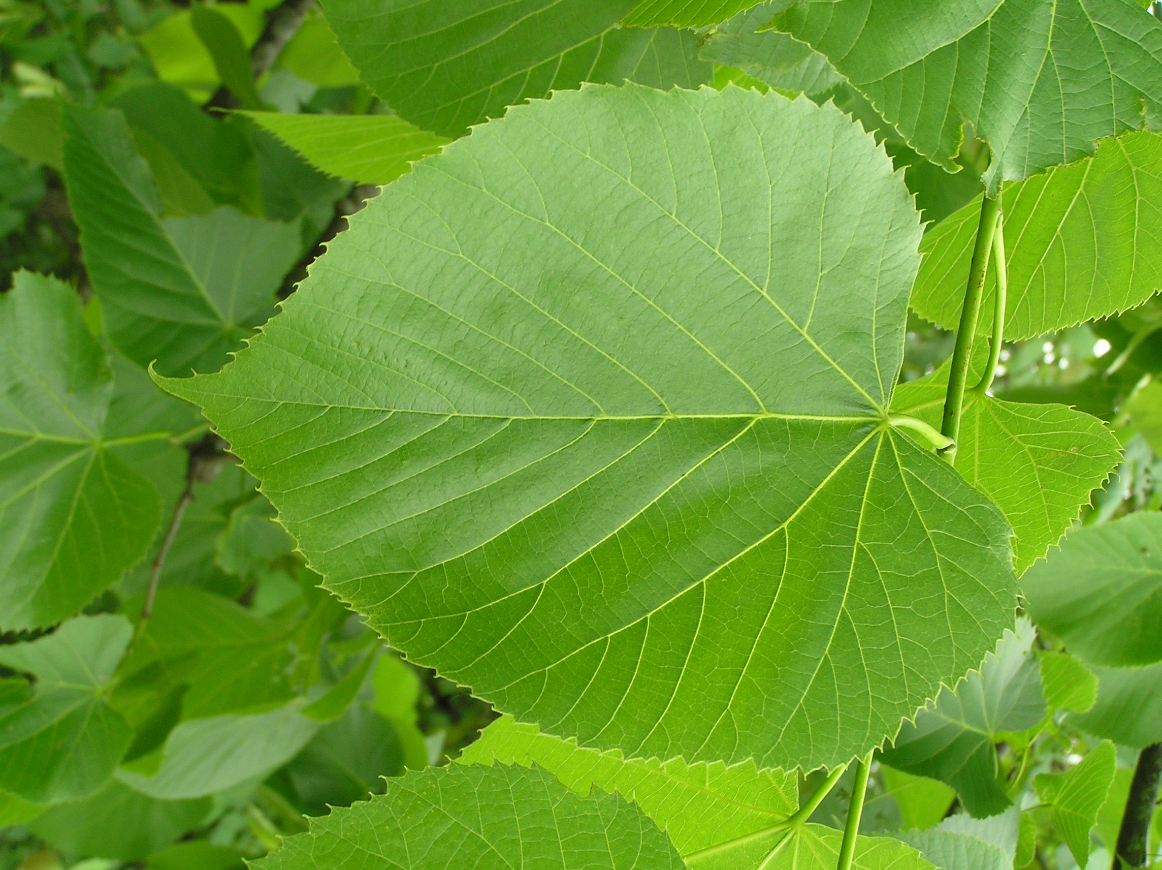 Native Trees of Indiana River Walk