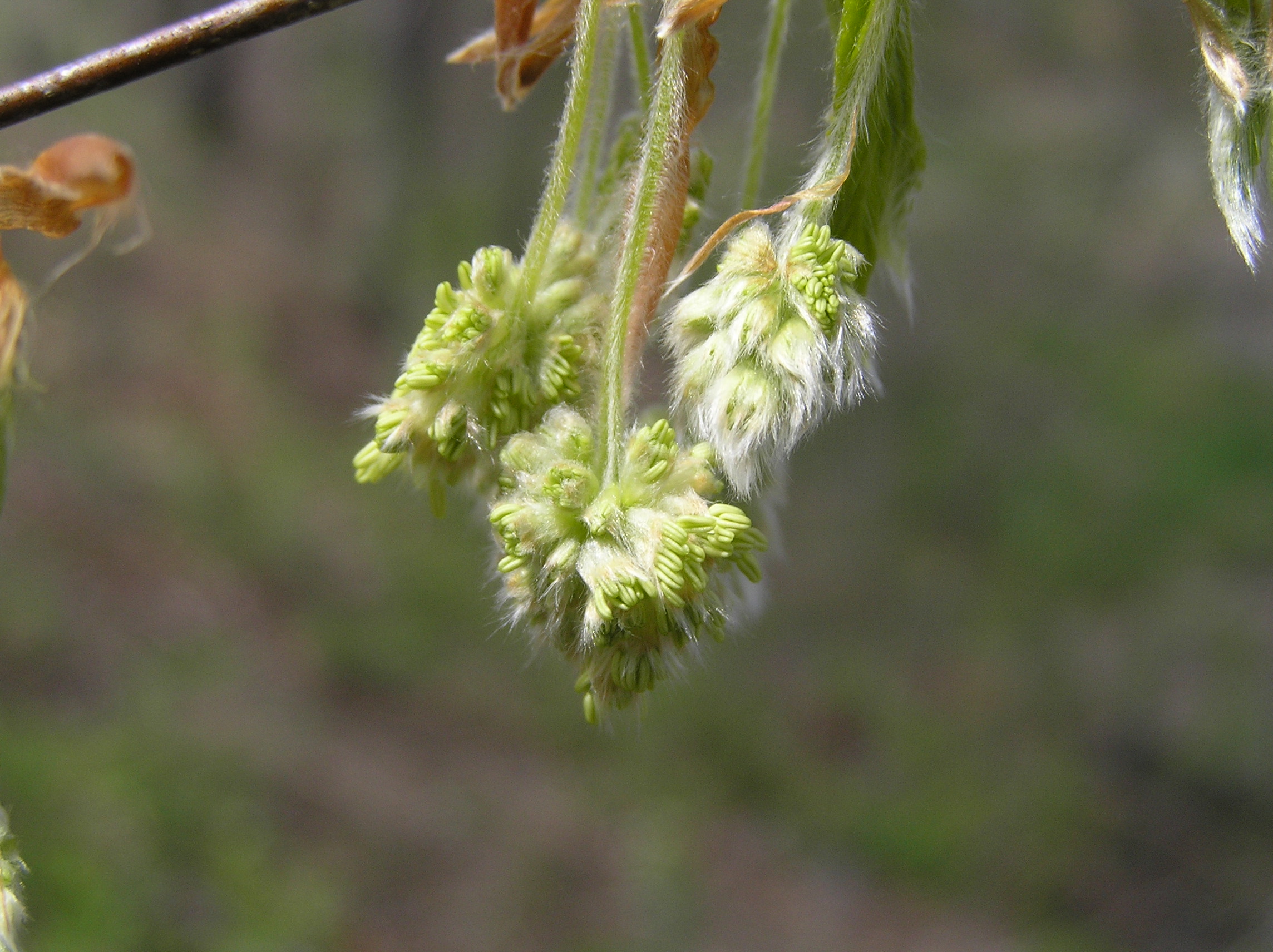 Native Trees of Indiana River Walk