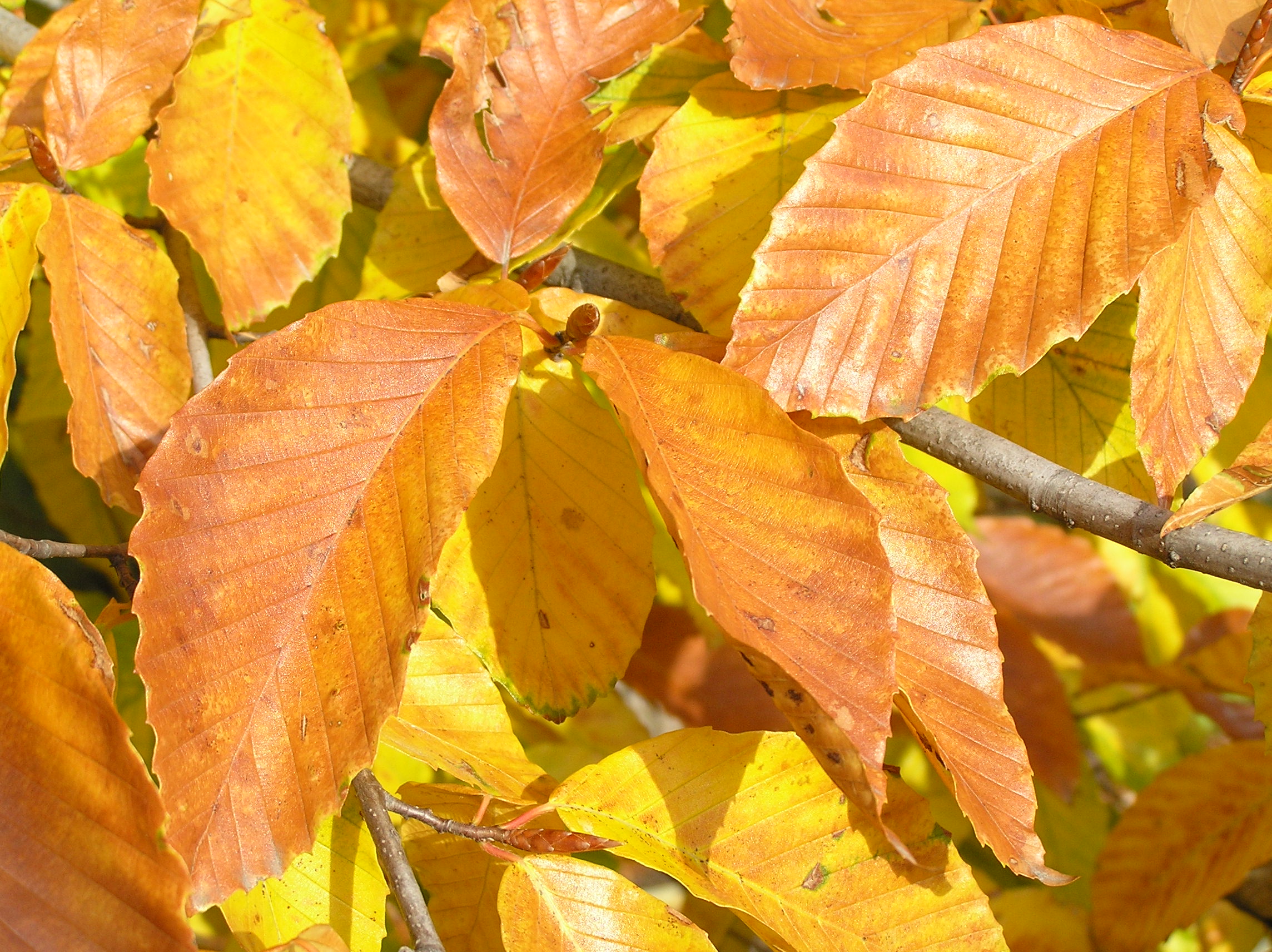 Native Trees of Indiana River Walk