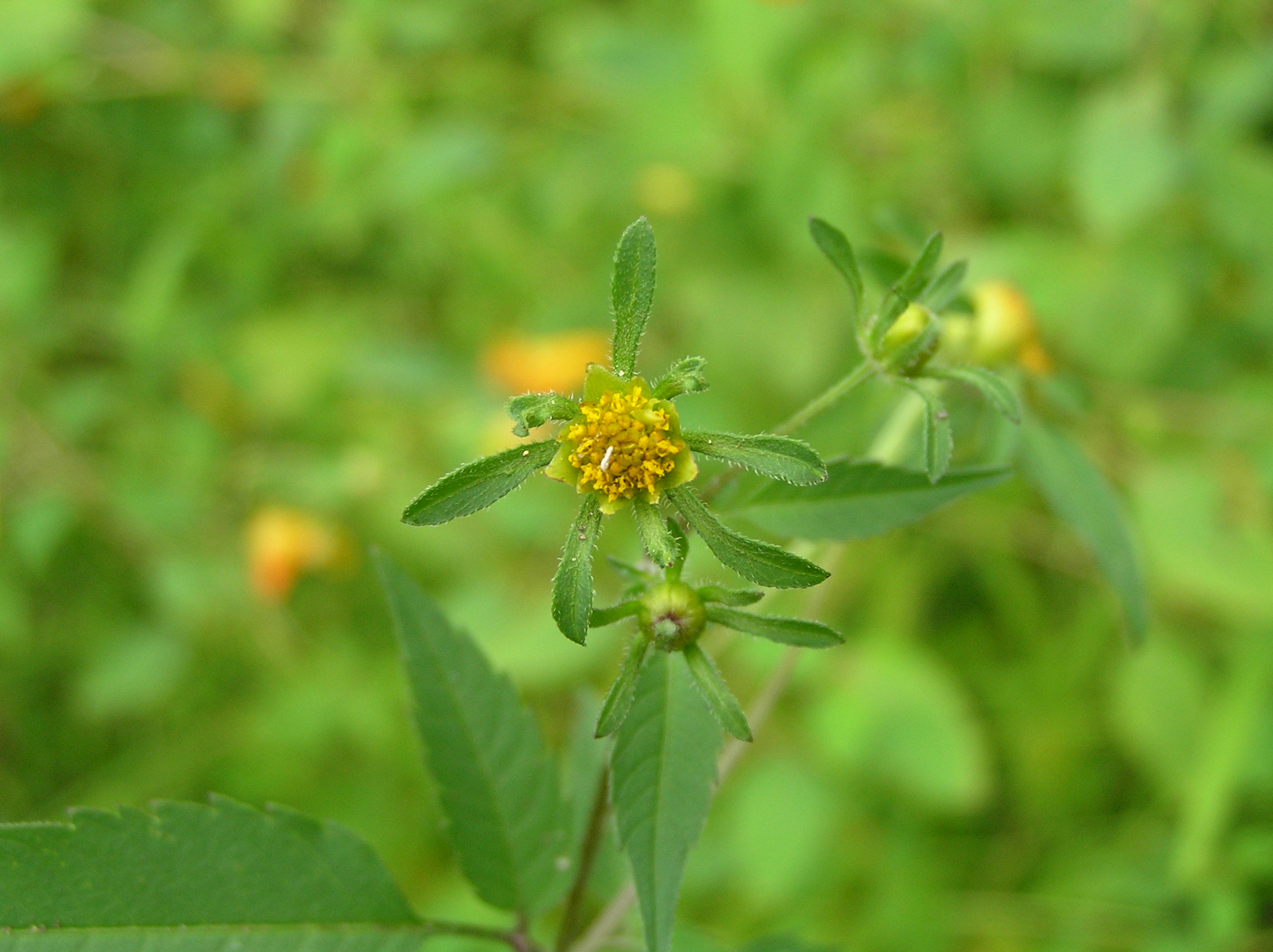 Native Trees of Indiana River Walk
