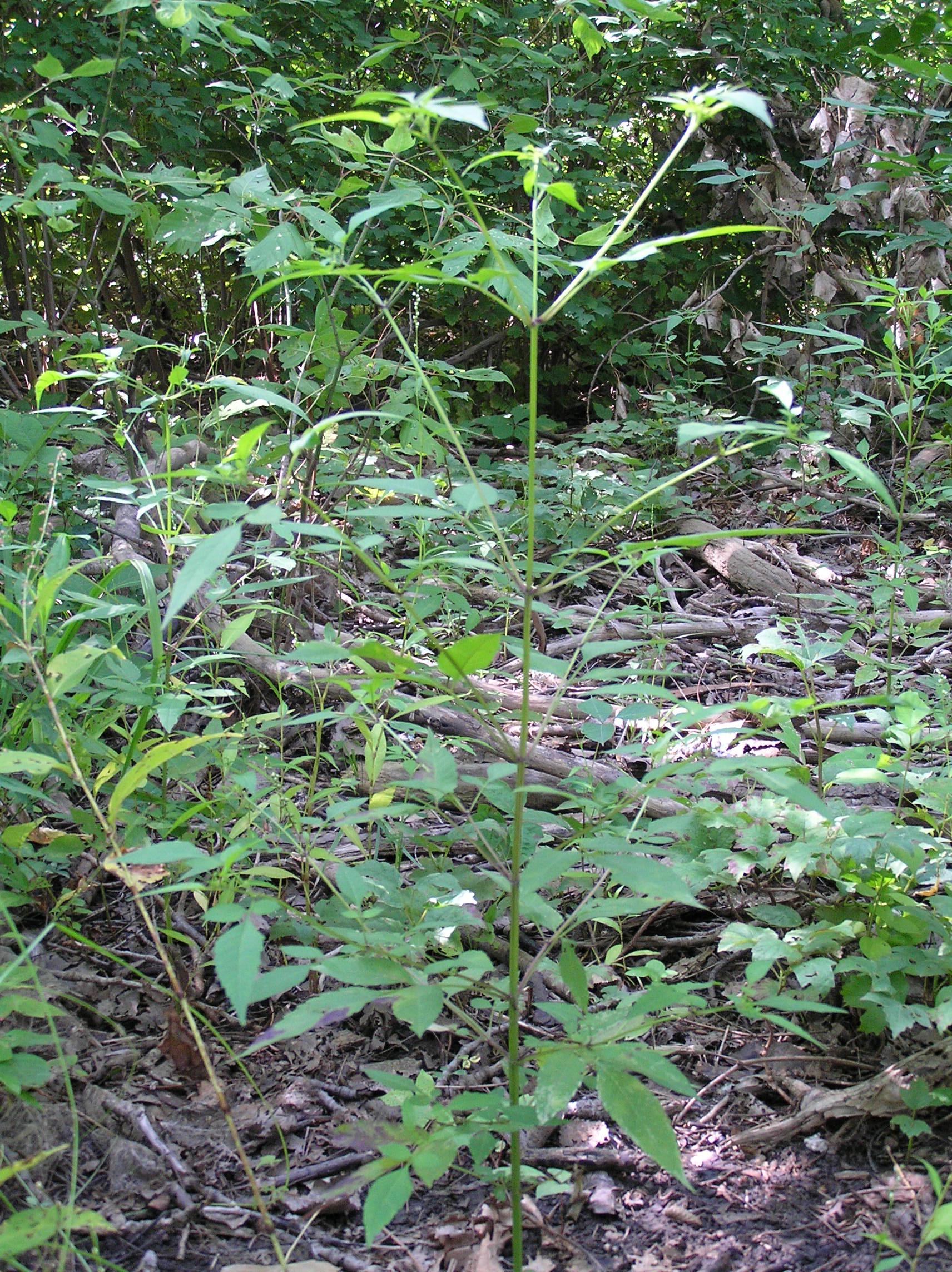Native Trees of Indiana River Walk