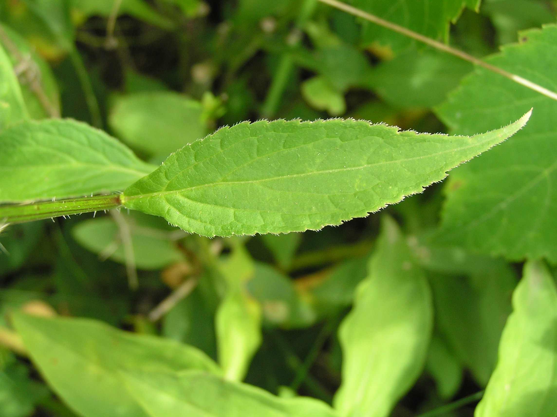 Native Trees of Indiana River Walk