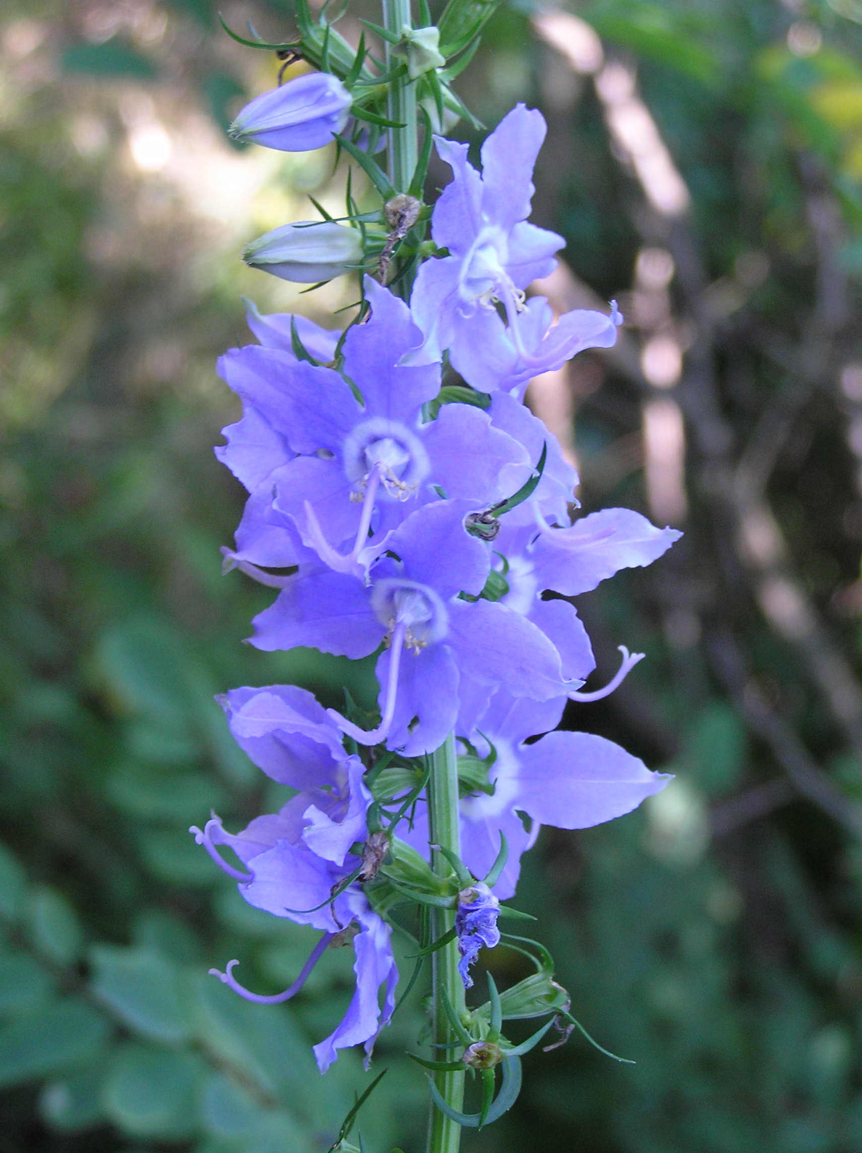 Native Trees of Indiana River Walk