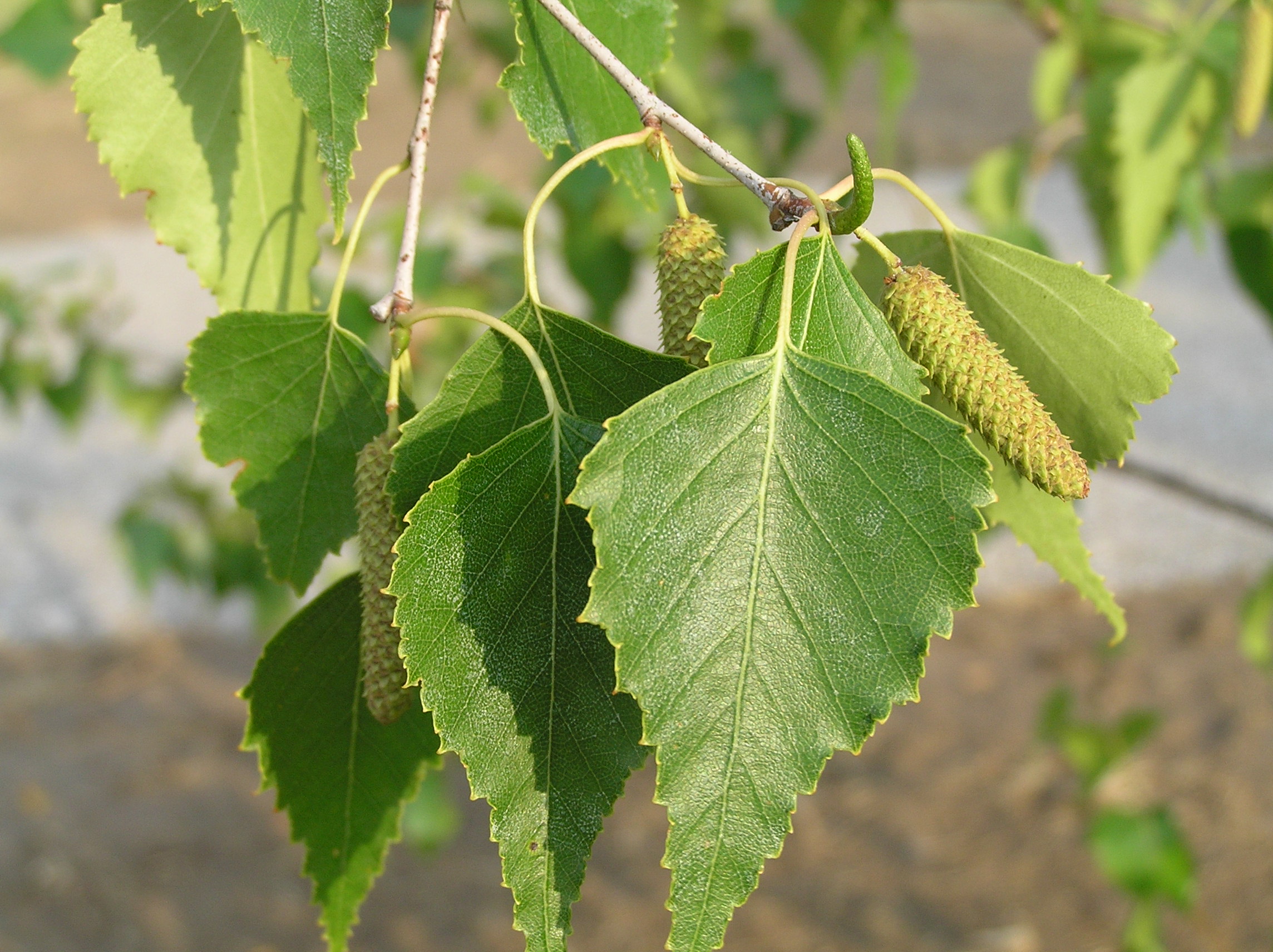 Native Trees of Indiana River Walk