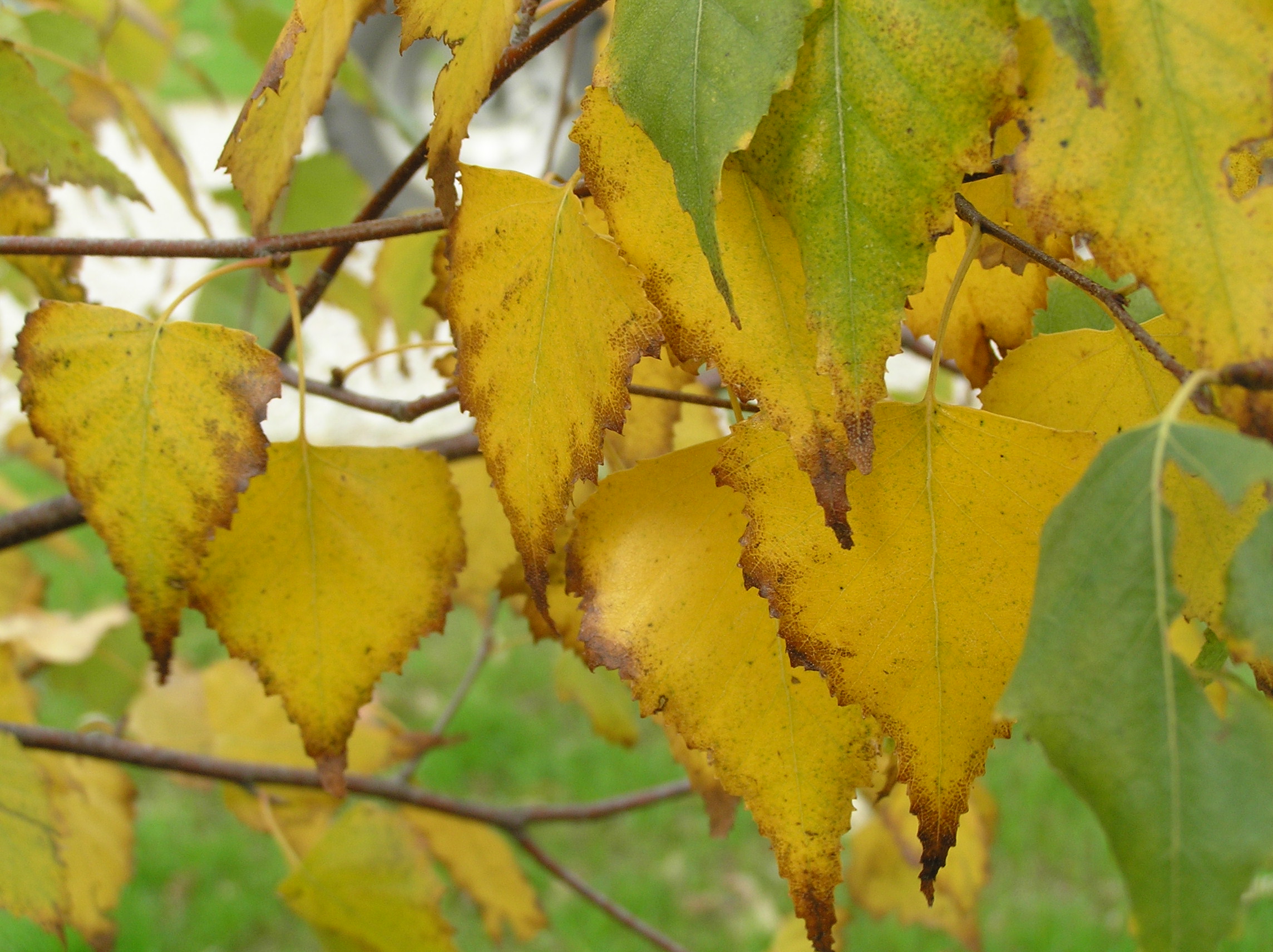 Native Trees of Indiana River Walk