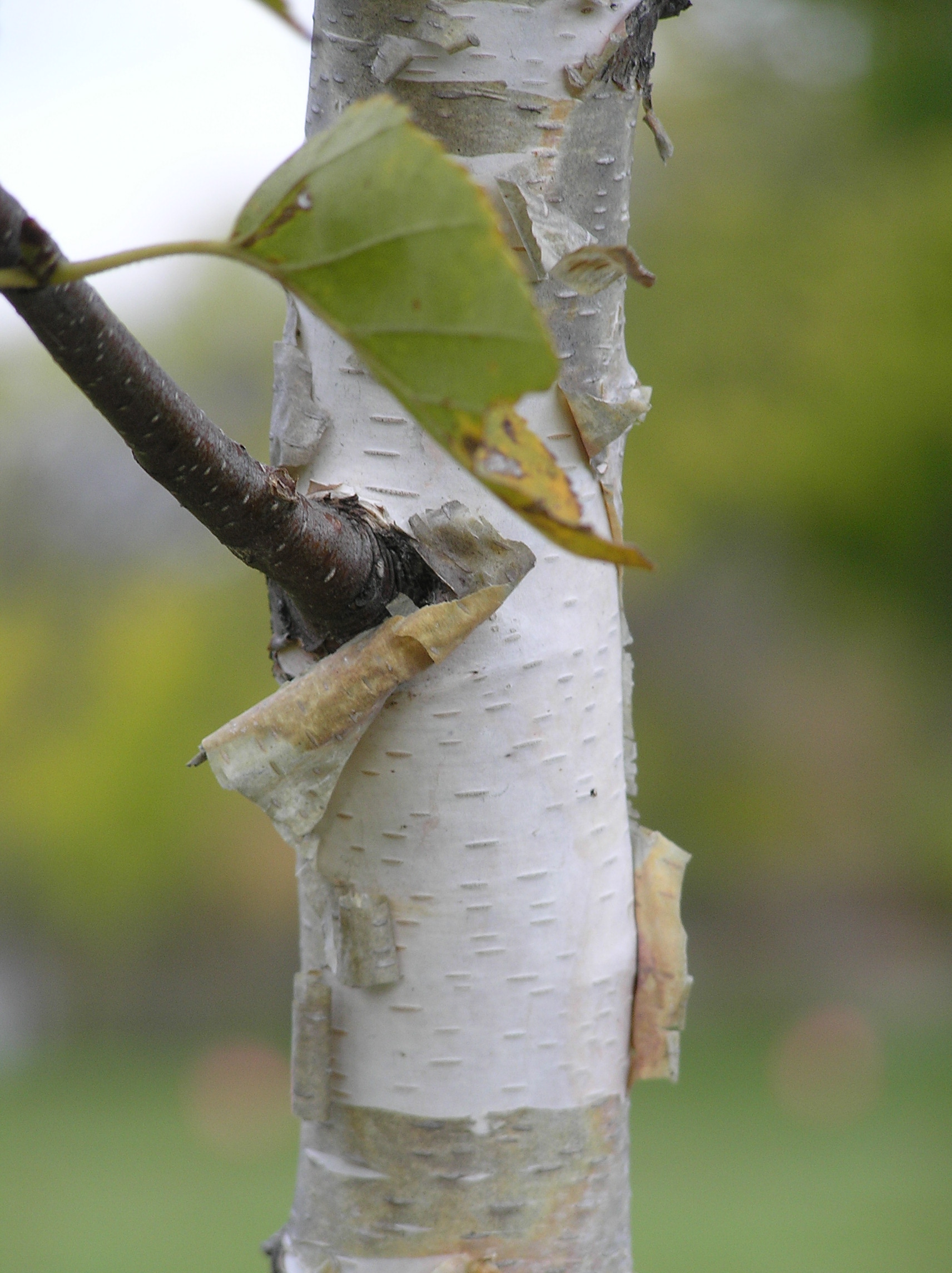 Native Trees of Indiana River Walk