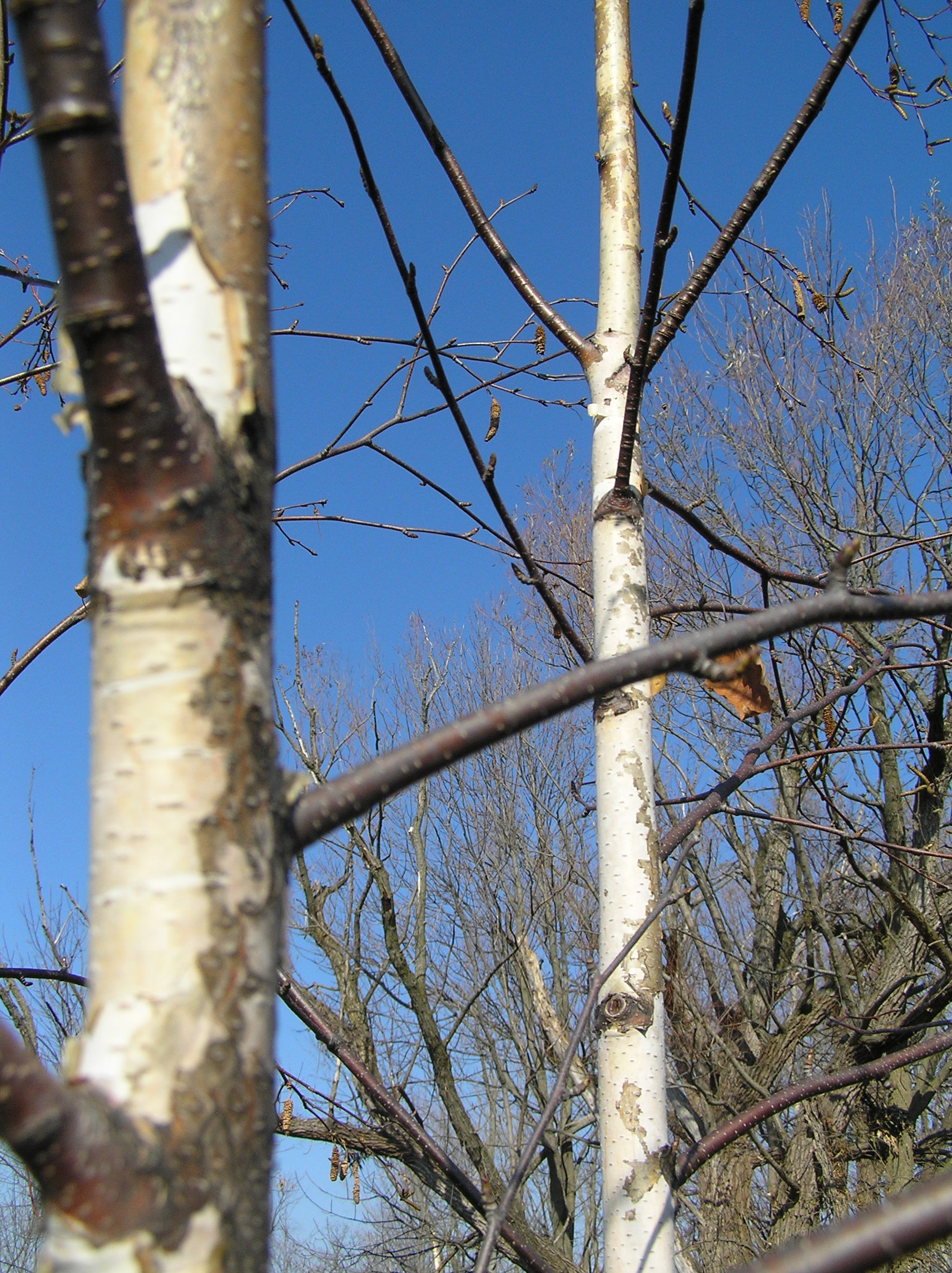 Native Trees of Indiana River Walk