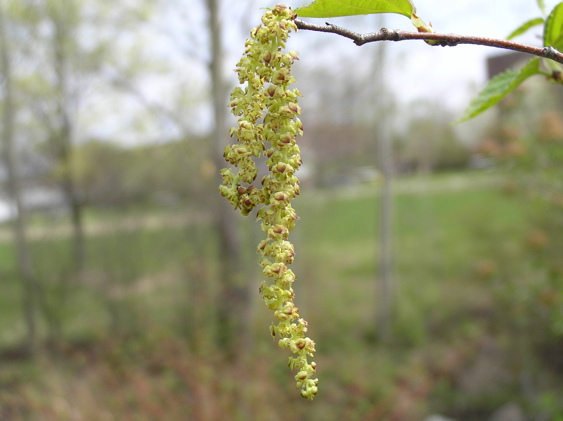 Native Trees of Indiana River Walk