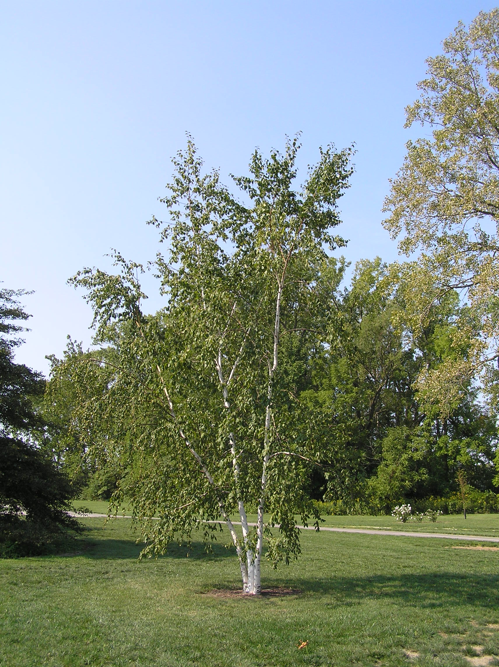 Native Trees of Indiana River Walk