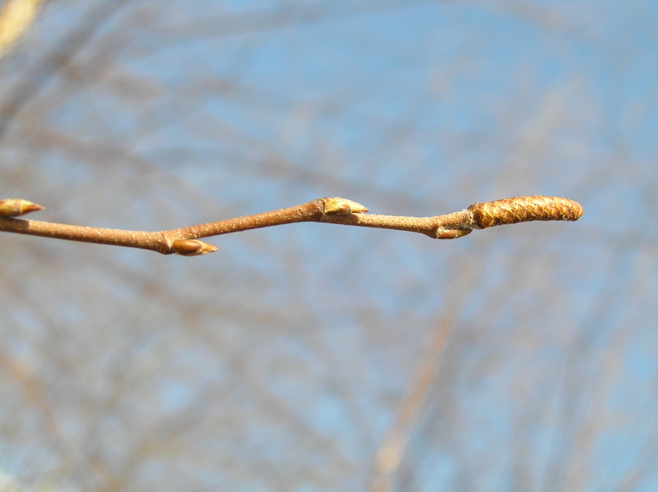 Native Trees of Indiana River Walk