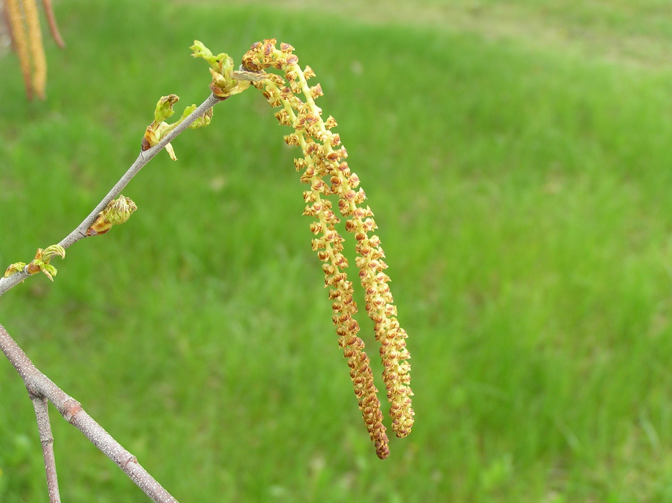 Native Trees of Indiana River Walk