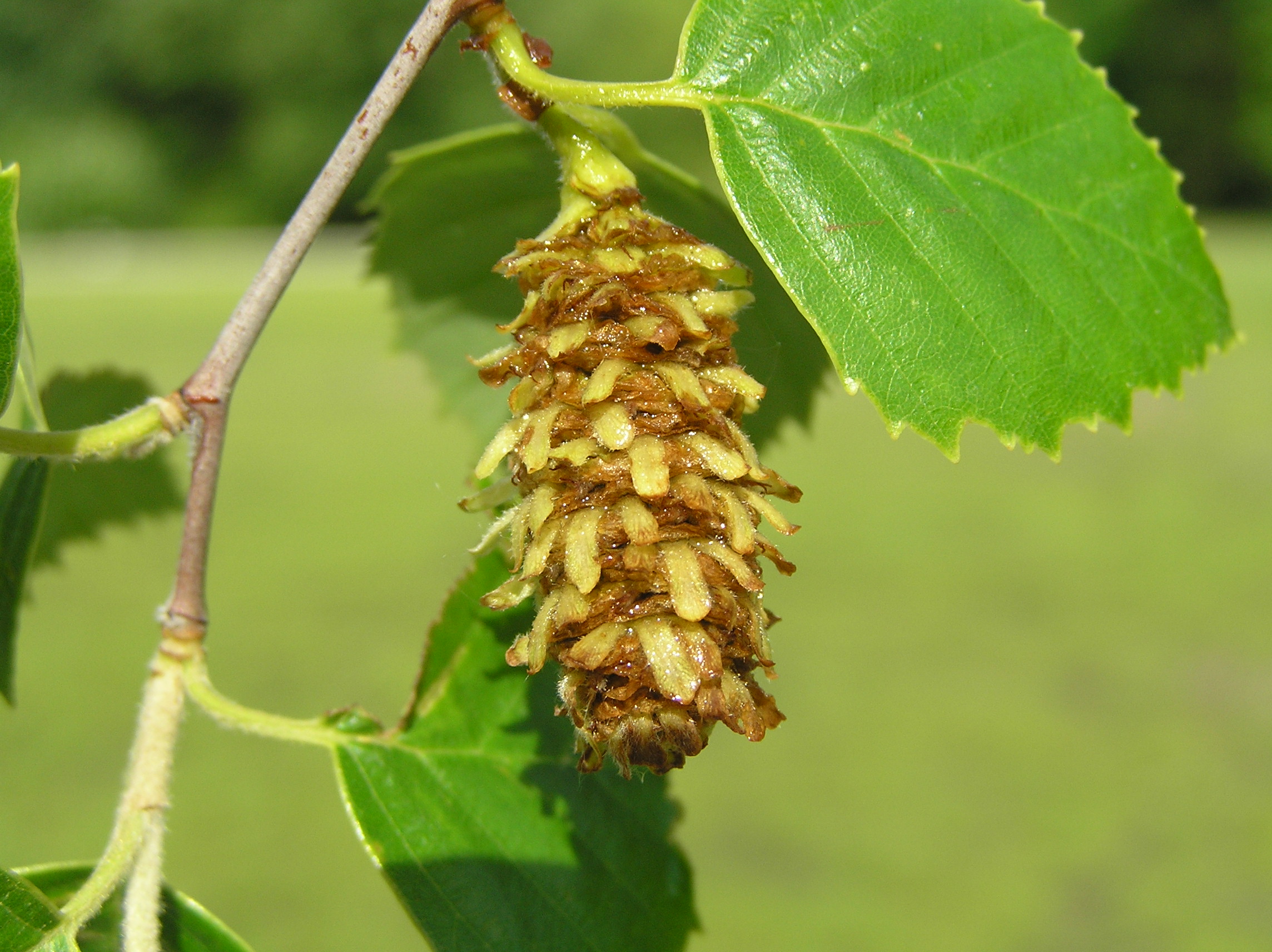 Native Trees of Indiana River Walk
