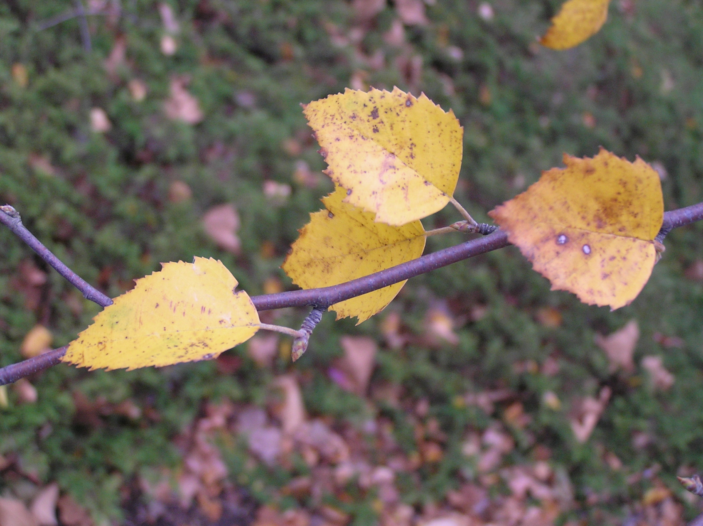 Native Trees of Indiana River Walk