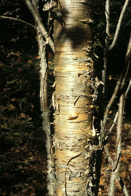 Native Trees of Indiana River Walk