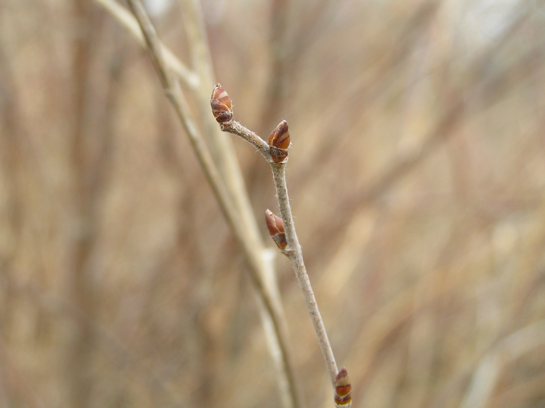 Native Trees of Indiana River Walk