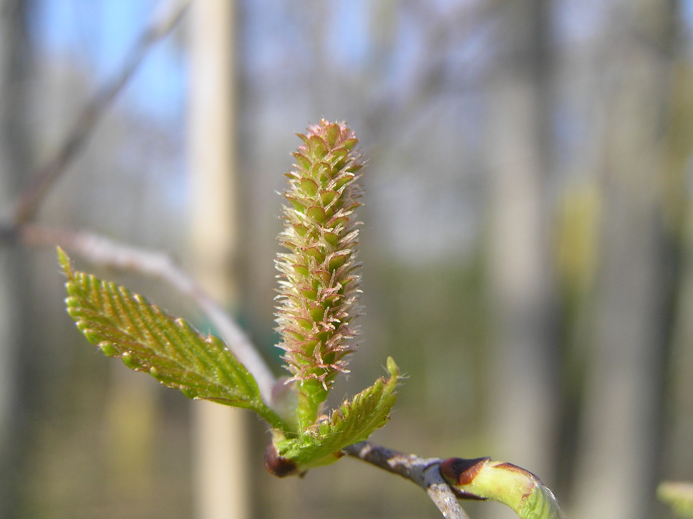 Native Trees of Indiana River Walk