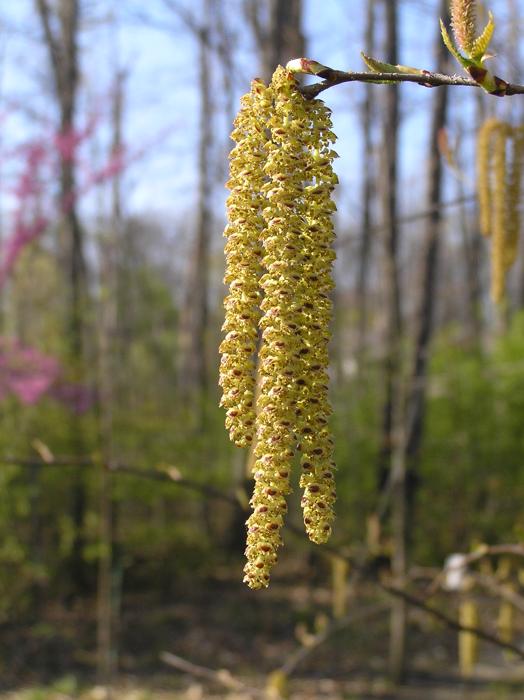 Native Trees of Indiana River Walk