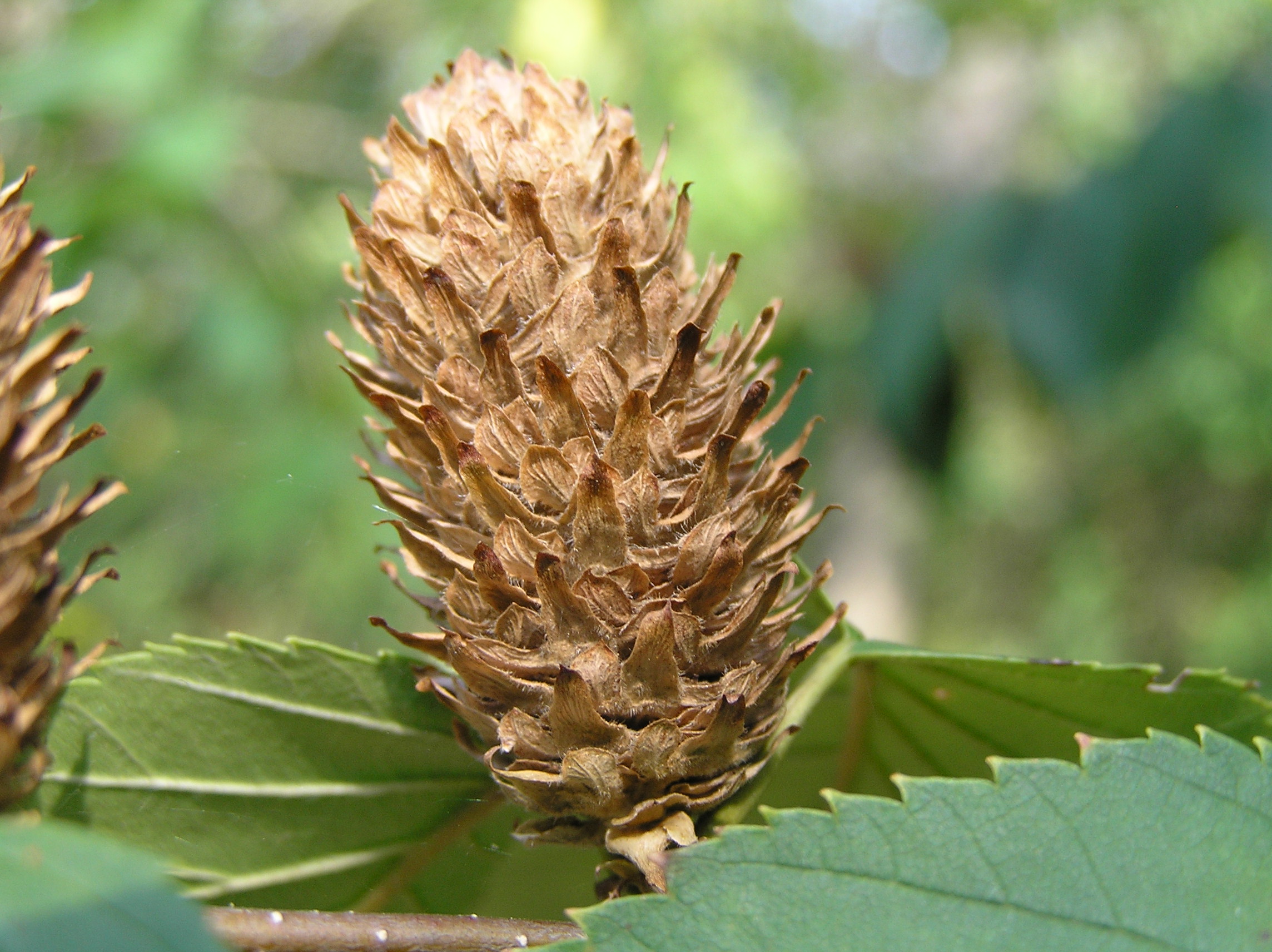 Native Trees of Indiana River Walk